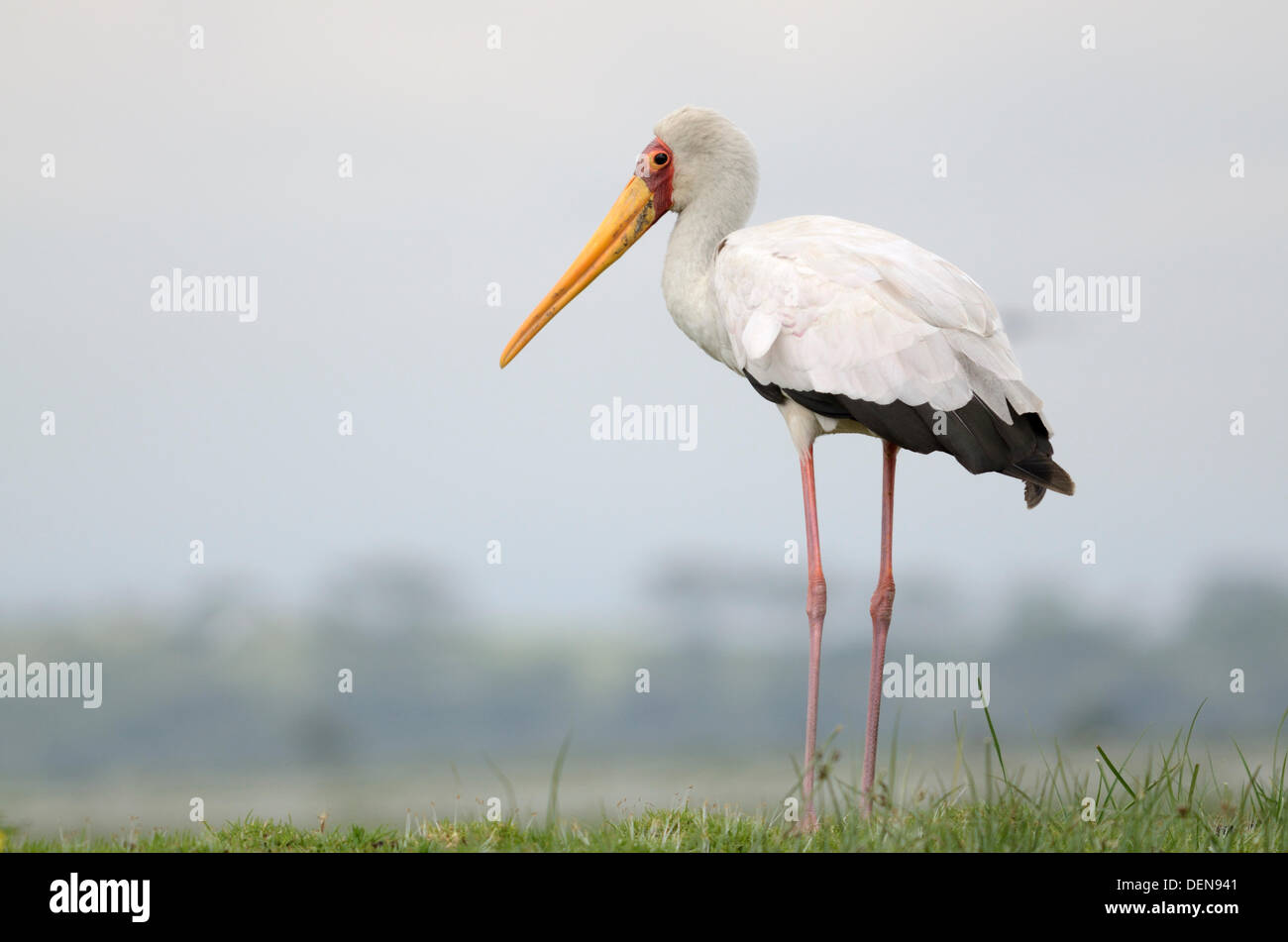 Large wading bird hi-res stock photography and images - Alamy