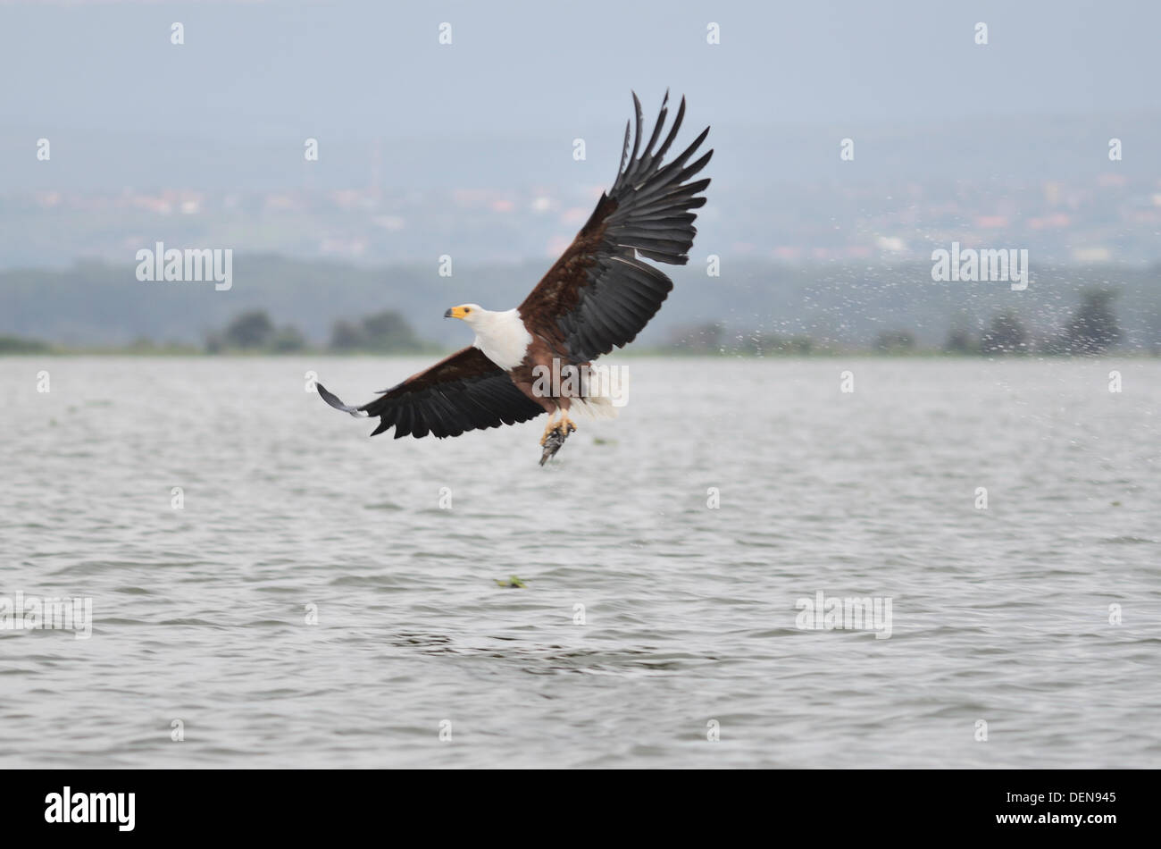 African Fish Eagle Haliaeetus vocifer catching a dead fish thrown to it ...