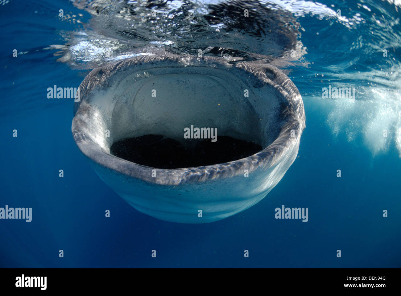 Whale shark, Rhincodon typus, facing camera. Yucatán Peninsula, Mexico ...
