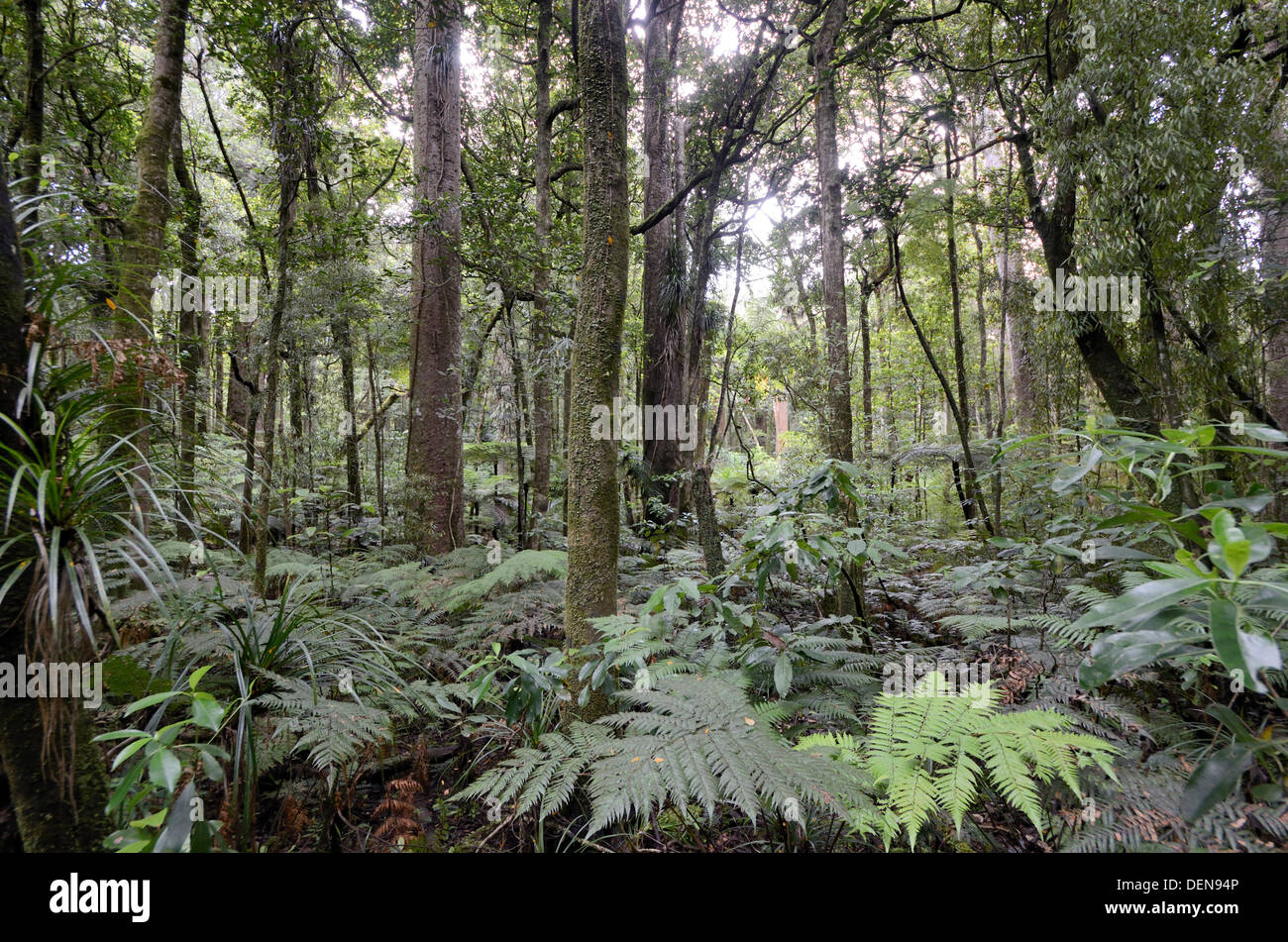 Kauri tree forest with ferns. Trounson Kauri Park, Northland, New ...