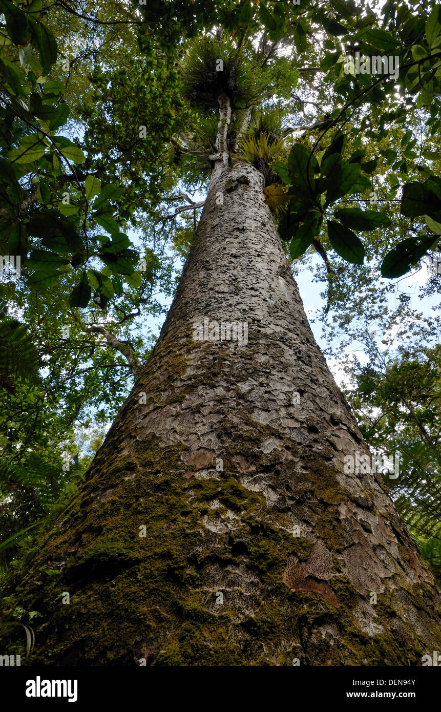 Large Kauri tree looking up trunk from ground Trounson Kauri Park ...