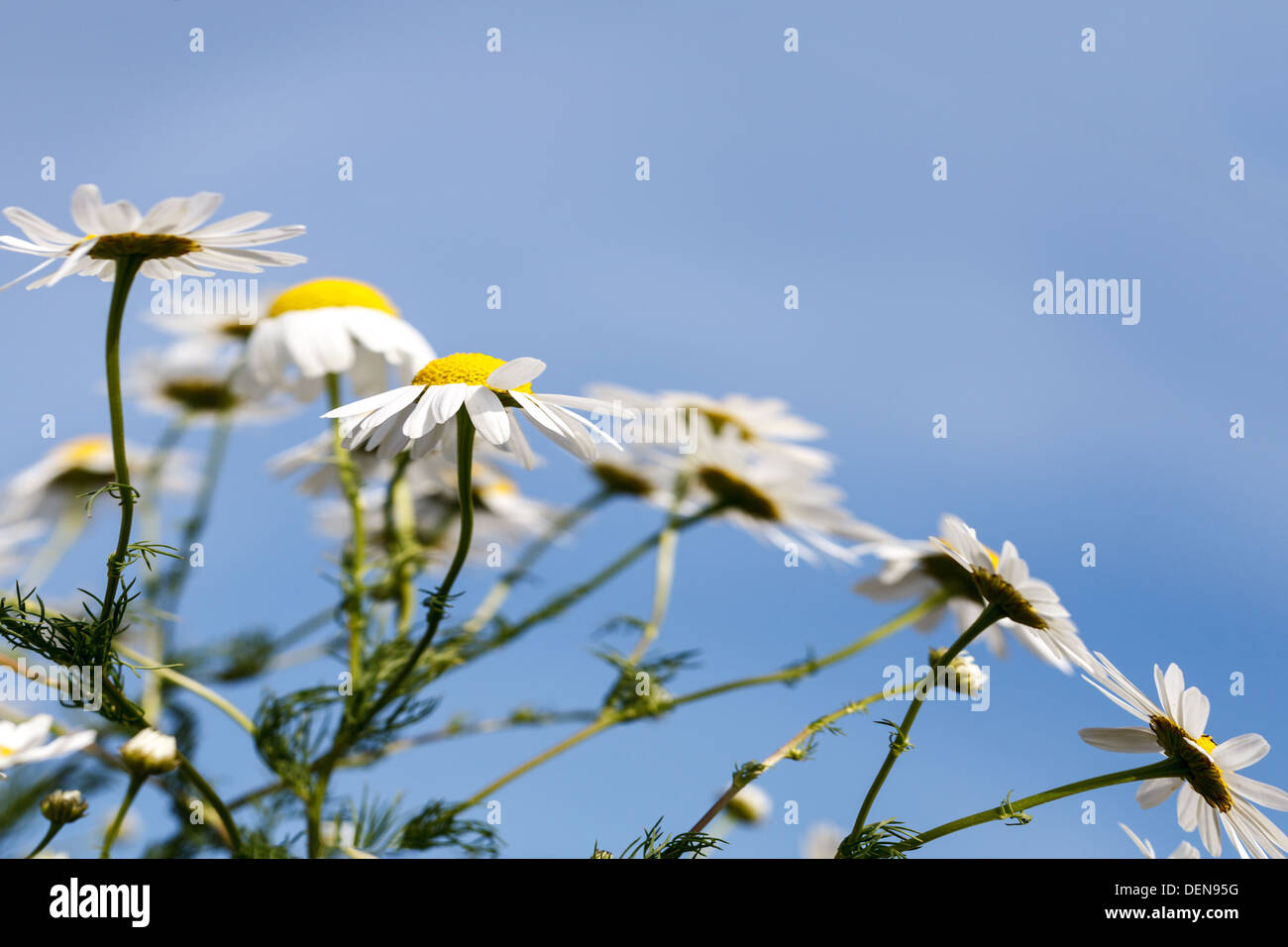 Daisy flowers hi-res stock photography and images - Alamy