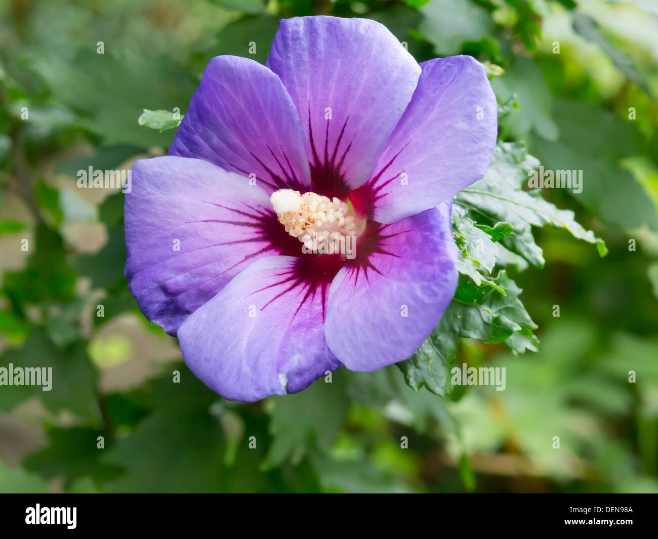 Rose Of Sharon Flower High Resolution Stock Photography and Images - Alamy
