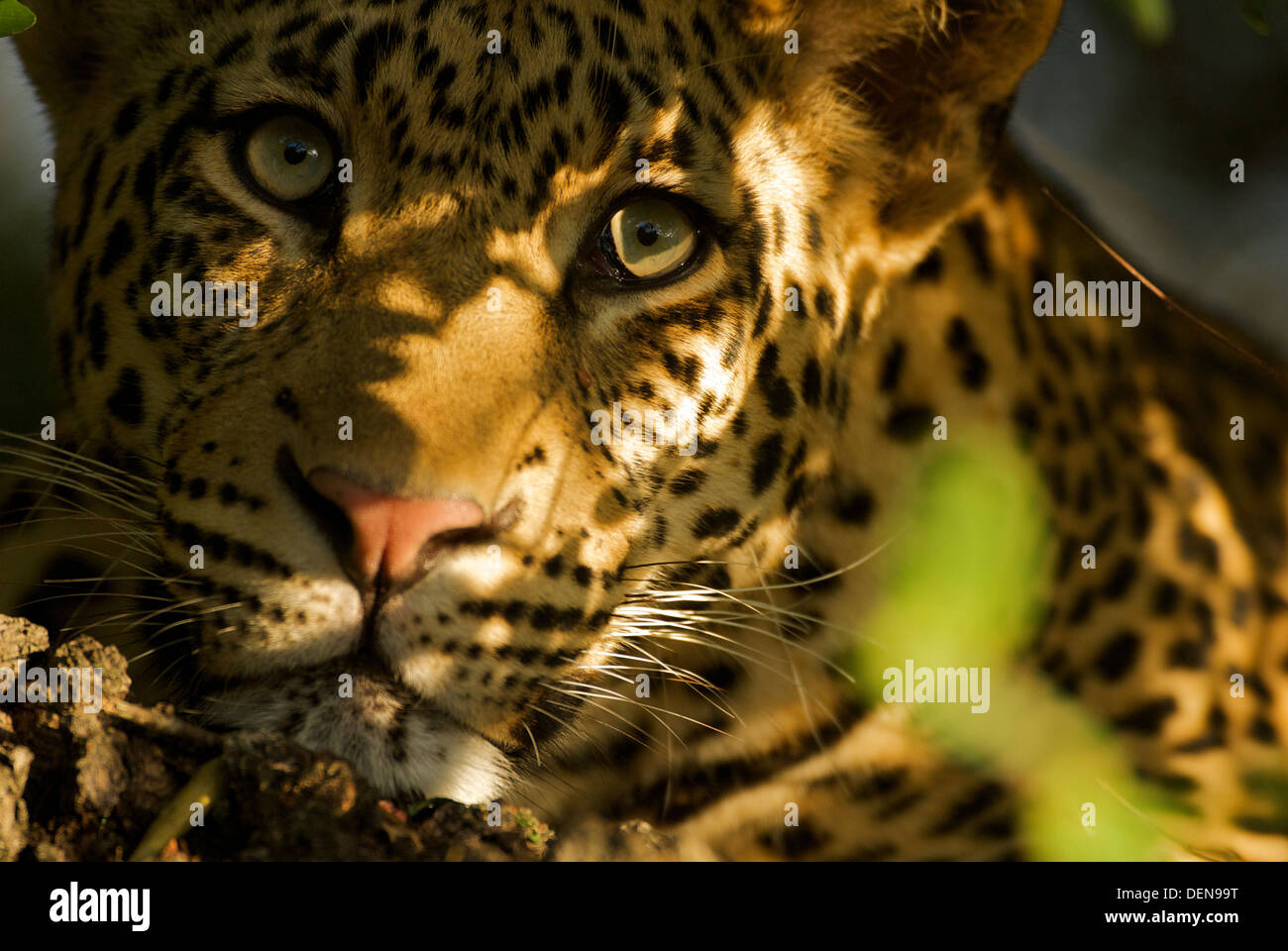 Leopard (Panthera pardus) Close portrait showing sad, pensive ...