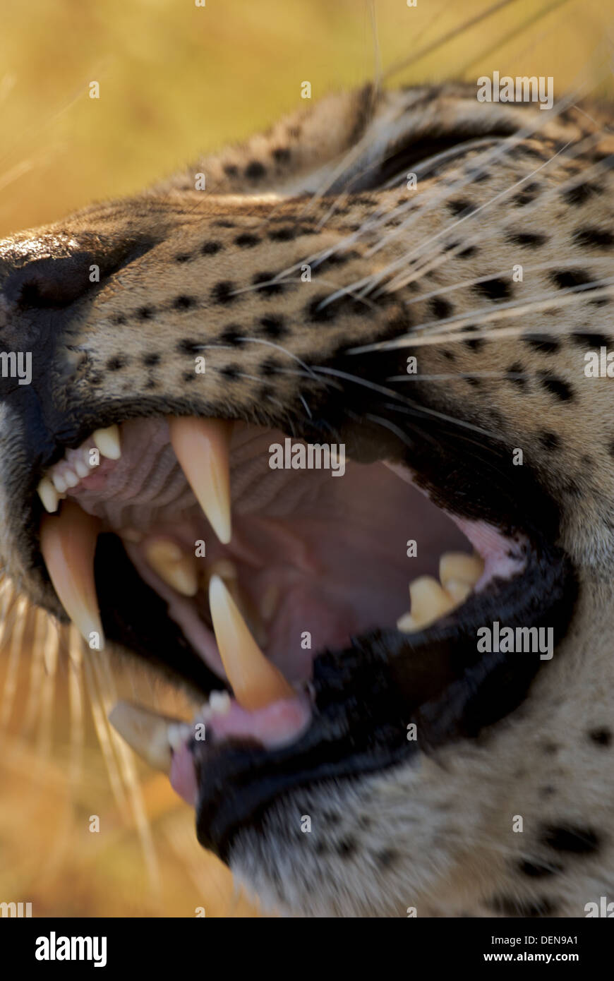 Leopard (Panthera pardus). Radical closeup of the jaws of a big male ...