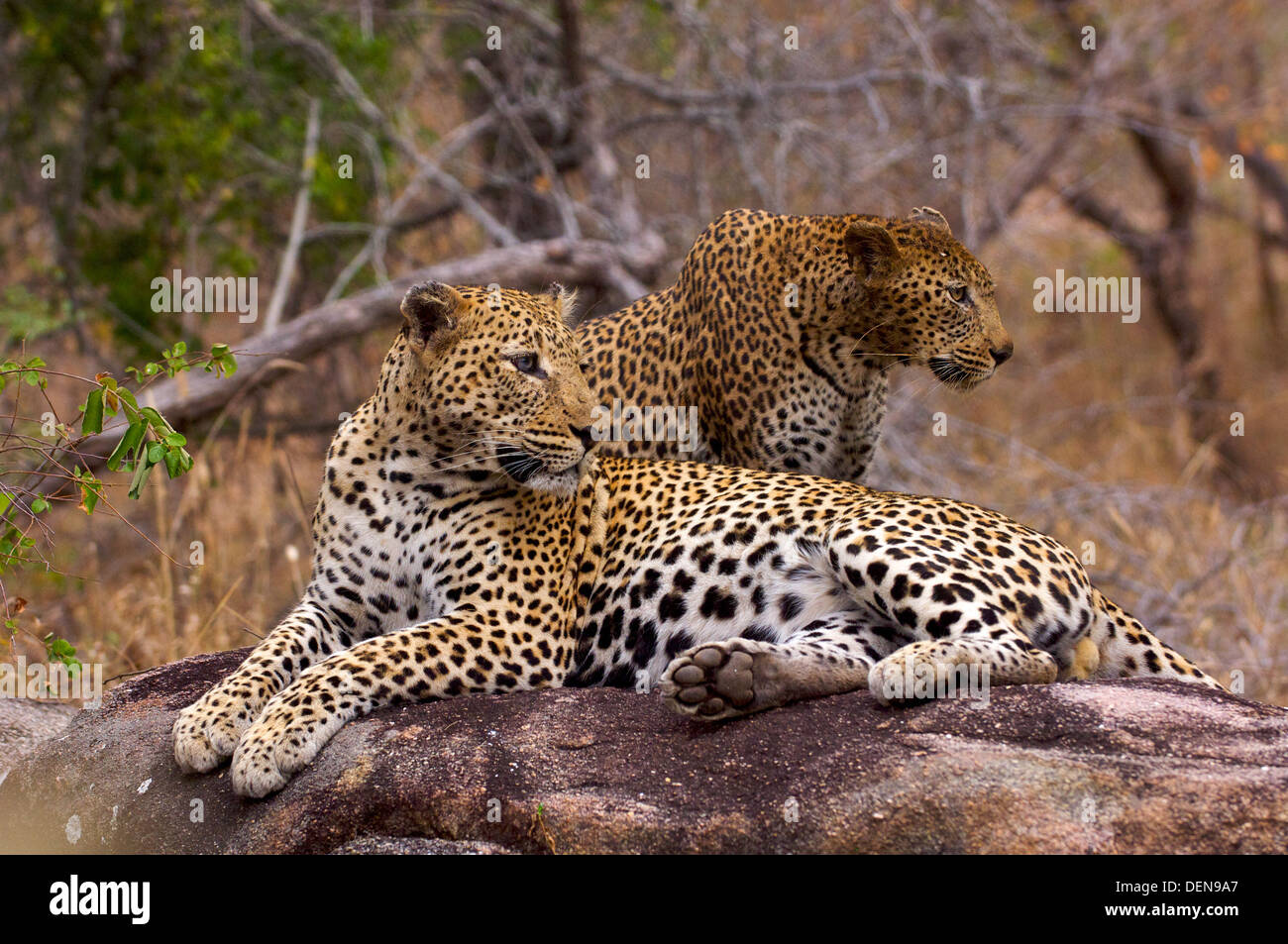 A pair of Leopards (Panthera pardus) relaxing after mating, in ...