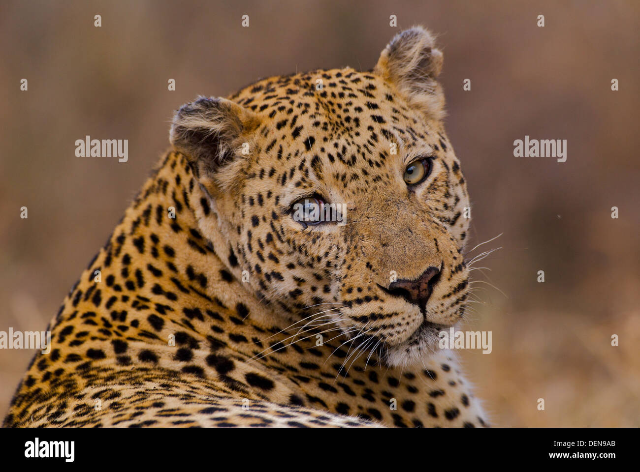 An original portrait, of a male leopard (Panthera pardus) showing two ...