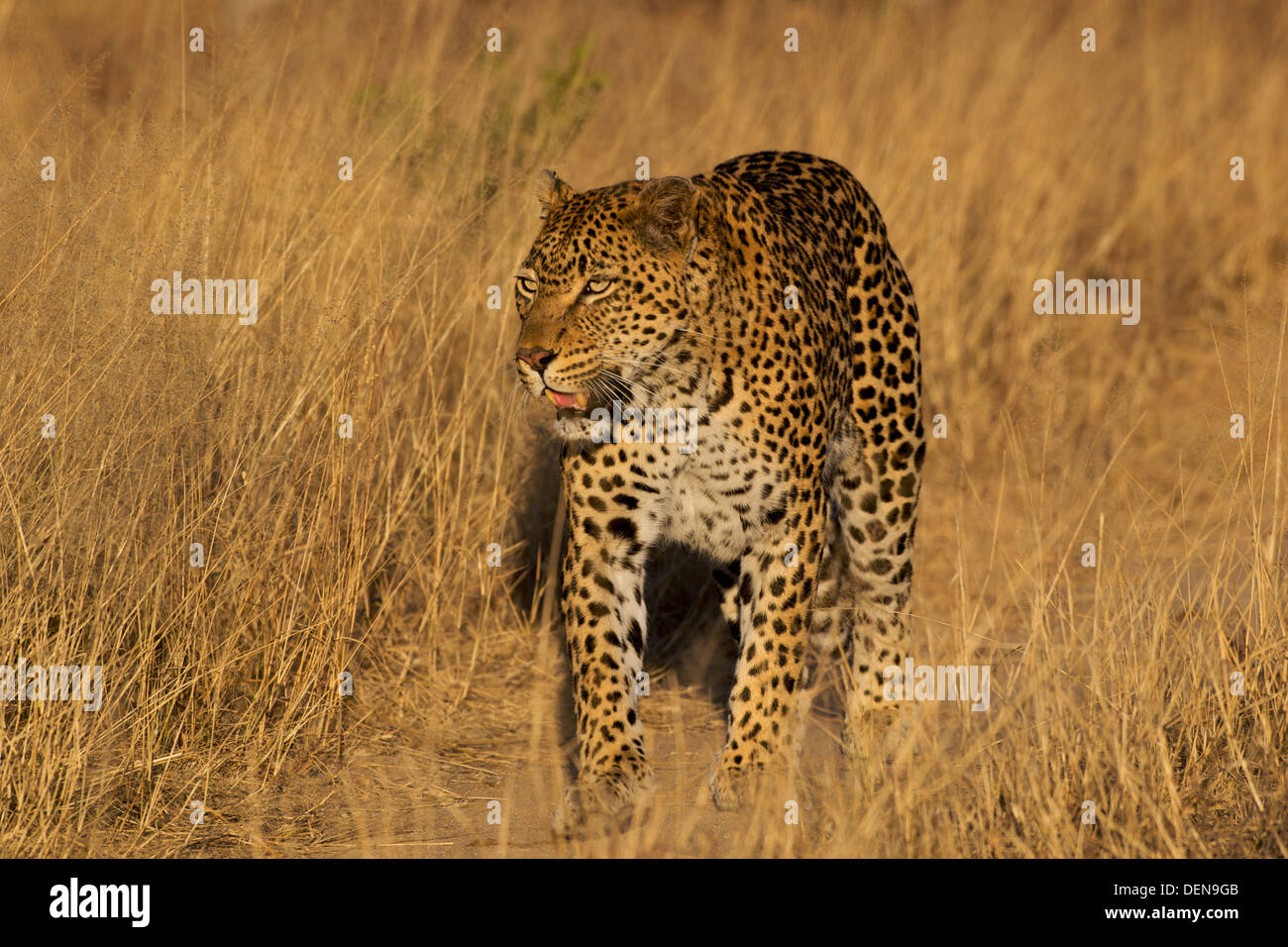 Adult female Leopard (Panthera pardus) walking towards the camera in ...