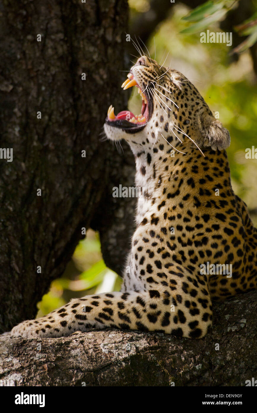 Leopard (Panthera pardus) A female yawning, in her favourite branch ...
