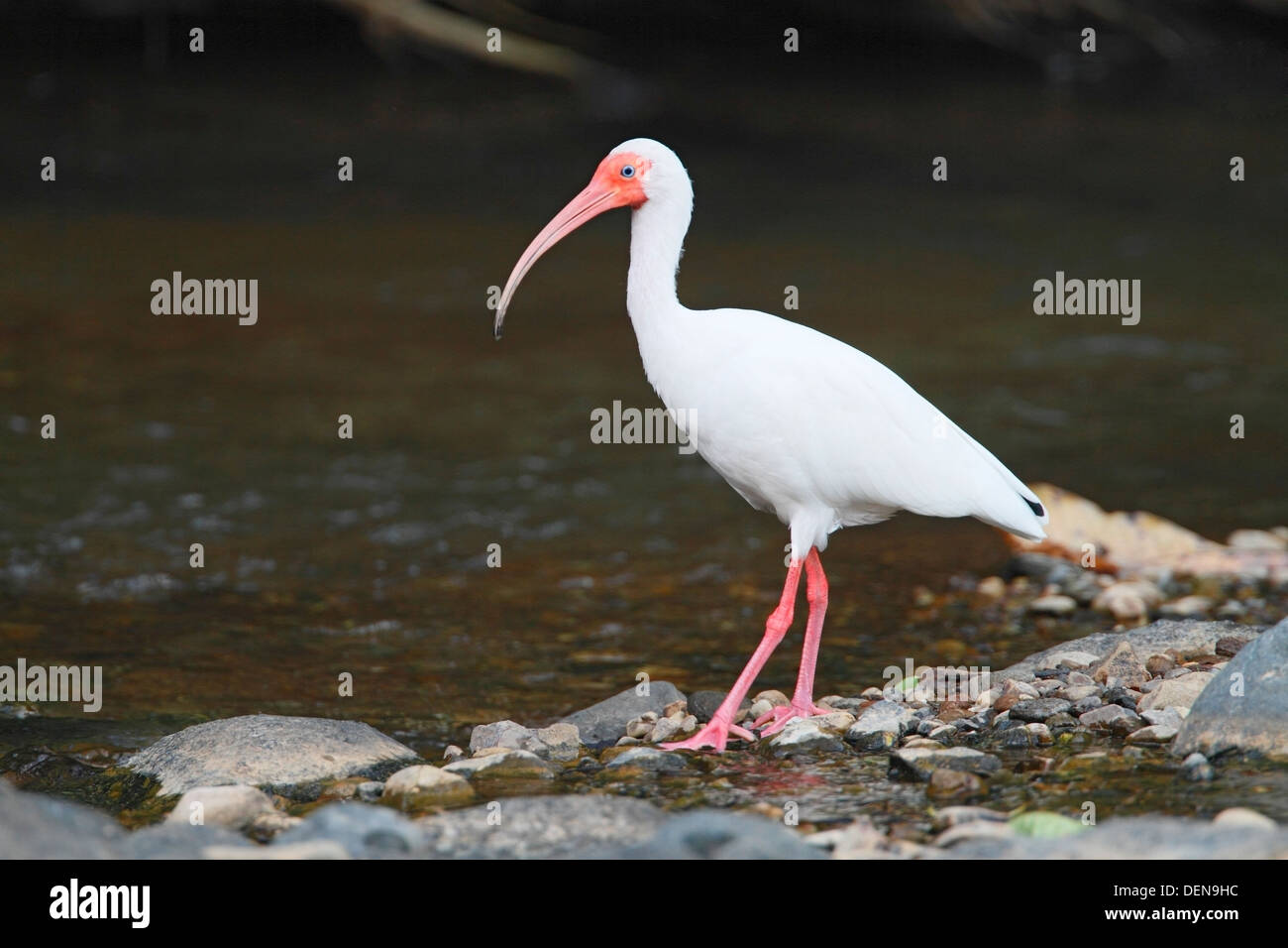 American white ibises lake hi-res stock photography and images - Alamy