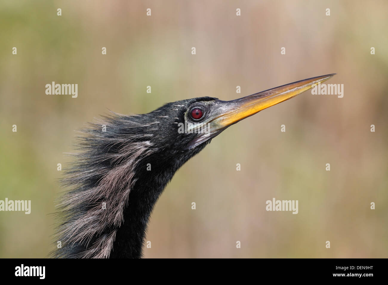 anhinga (Anhinga anhinga), adult in close-up showing head and neck ...