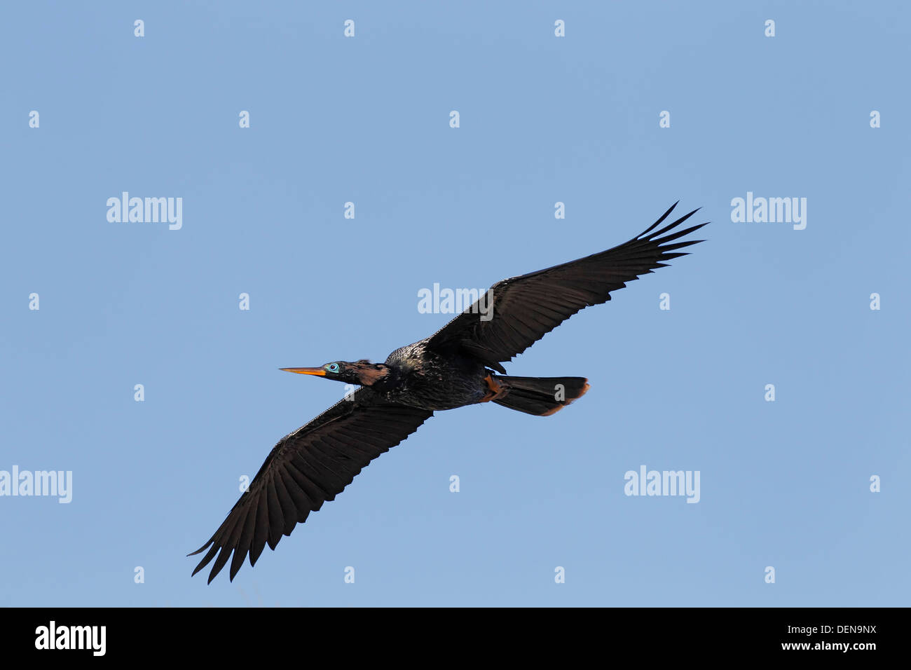 anhinga (Anhinga anhinga) adult in flight against blue sky, Everglades ...
