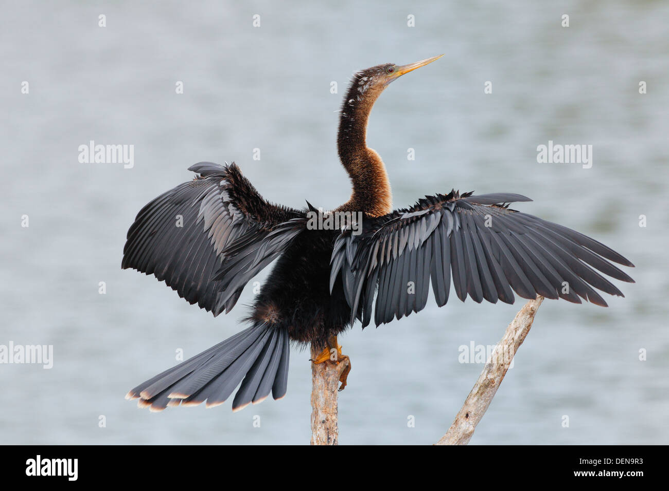 anhinga (Anhinga anhinga), adult, drying its wings, perched on branch ...