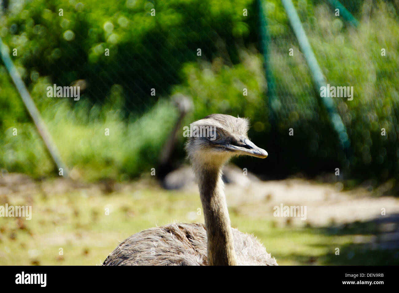 The face of a Greater Rhea (Rhea americana Stock Photo - Alamy