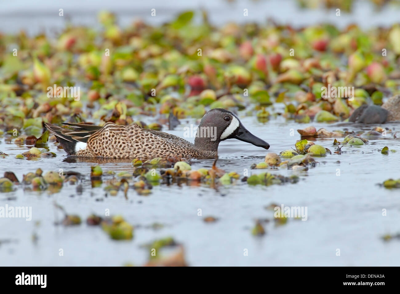 blue-winged teal (Anas discors) adult male swimming on water with ...