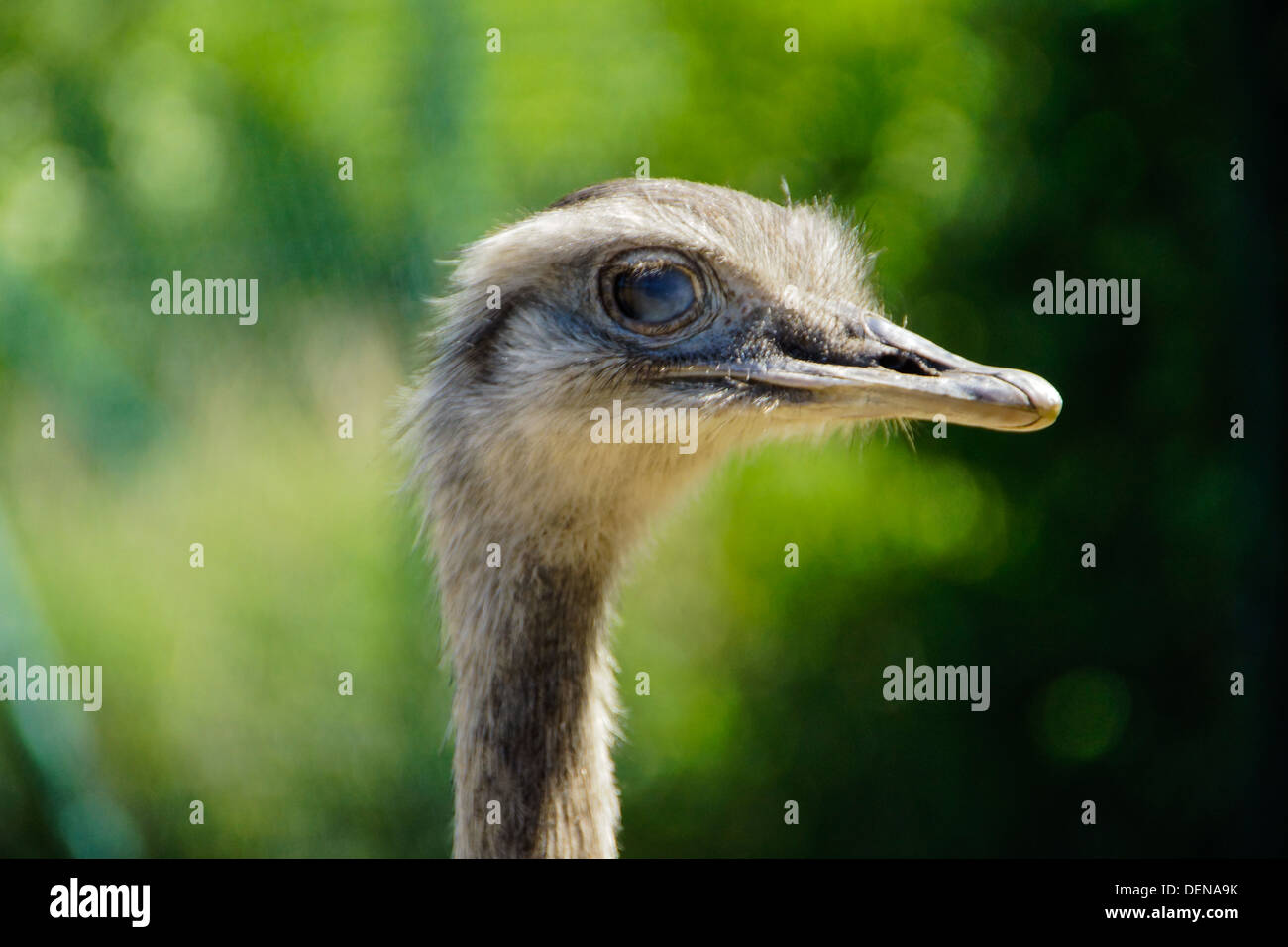 The face of a Greater Rhea (Rhea americana Stock Photo - Alamy
