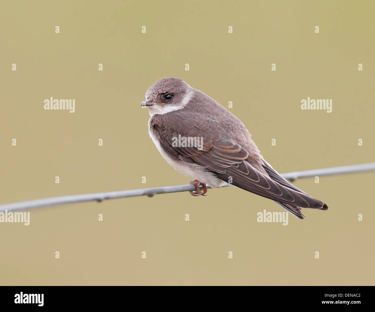 collared sand martin (Riparia riparia) perched on wire fence, Norfolk ...