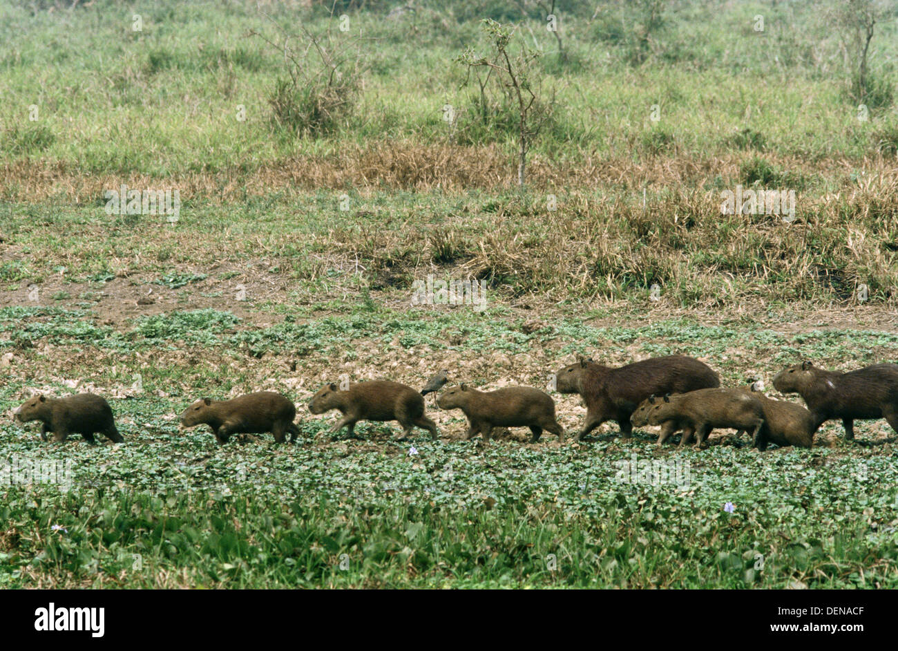 Capybaras bolivia hi-res stock photography and images - Alamy