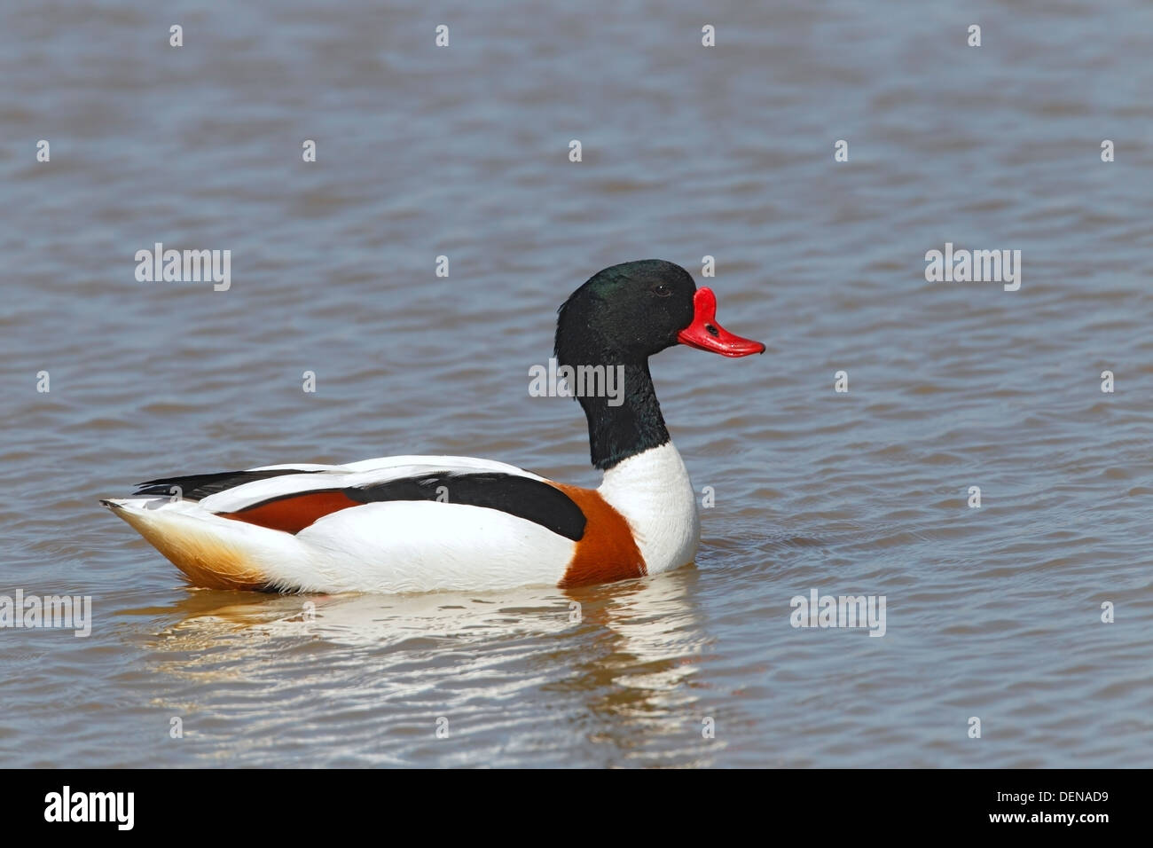 common shelduck (Tadorna tadorna) adult male swimming on water, Cley ...