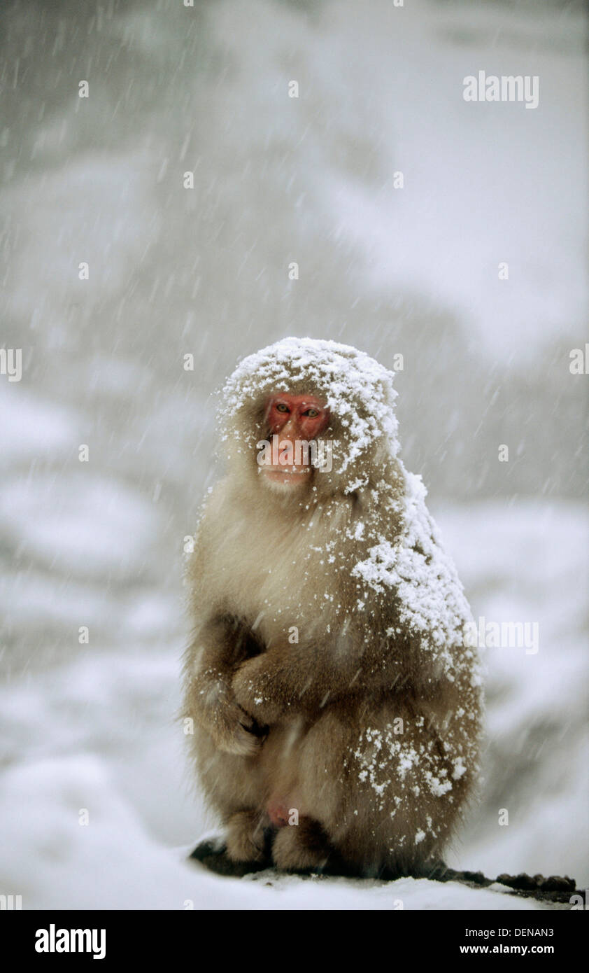 Japanese macaque (Macaca fuscata). Jigokudani. Joshinetsu National Park ...