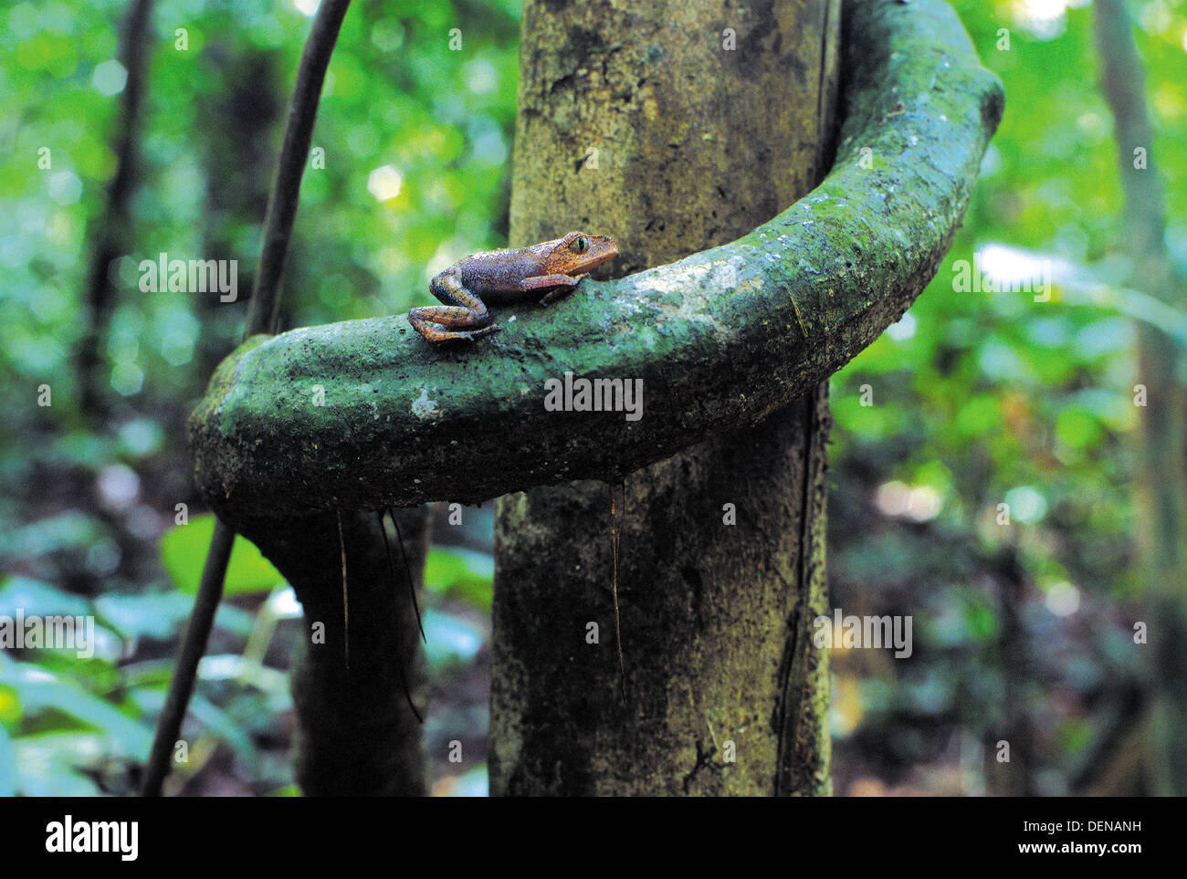Rainforest Korup Cameroon High Resolution Stock Photography and Images ...
