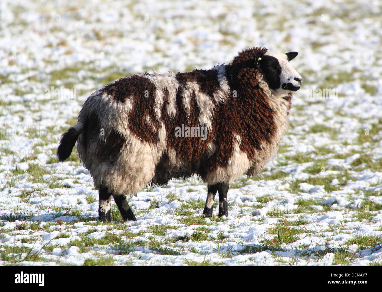 Sheep winter and summer hi-res stock photography and images - Alamy