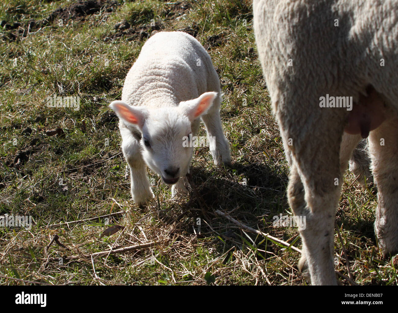 Cute young lamb looking into the camera Stock Photo - Alamy