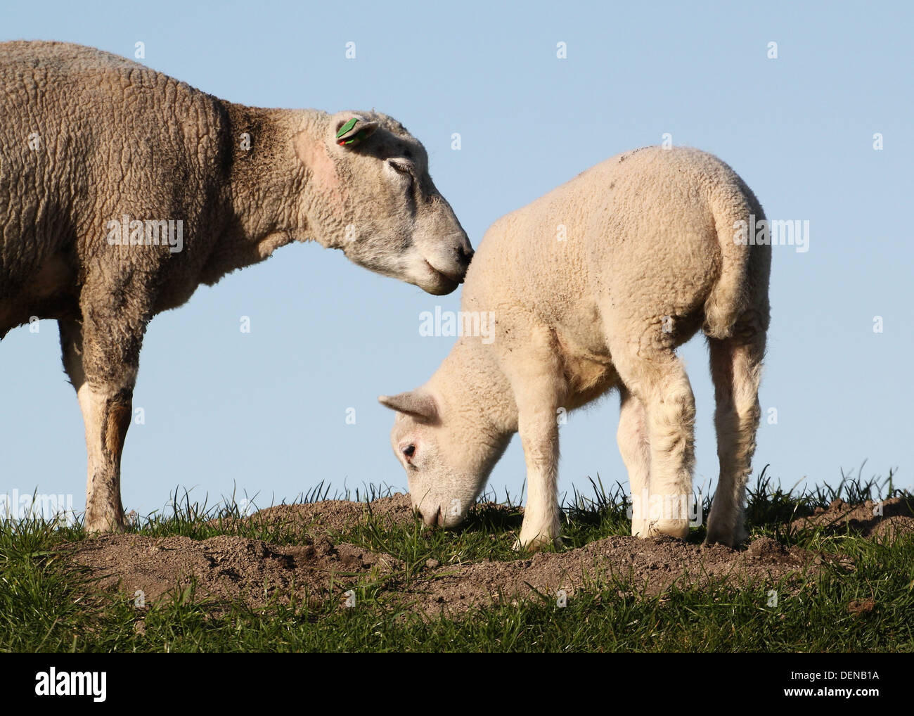 Cute young lamb grazing, mum keeping an eye out Stock Photo - Alamy