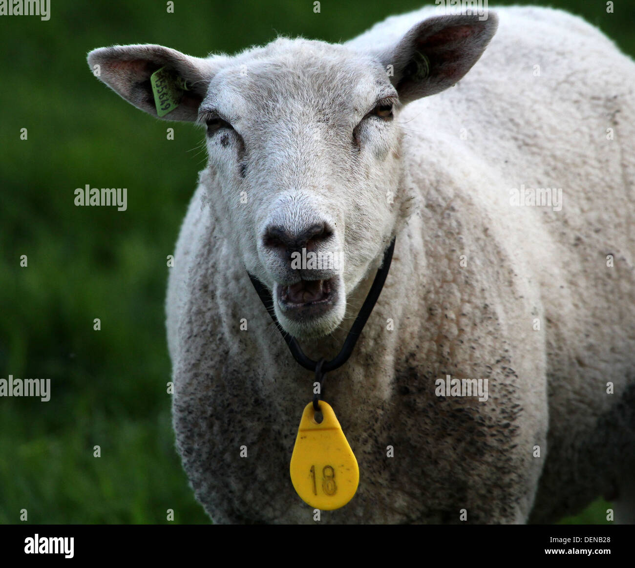 Full body shot mature hi-res stock photography and images - Alamy