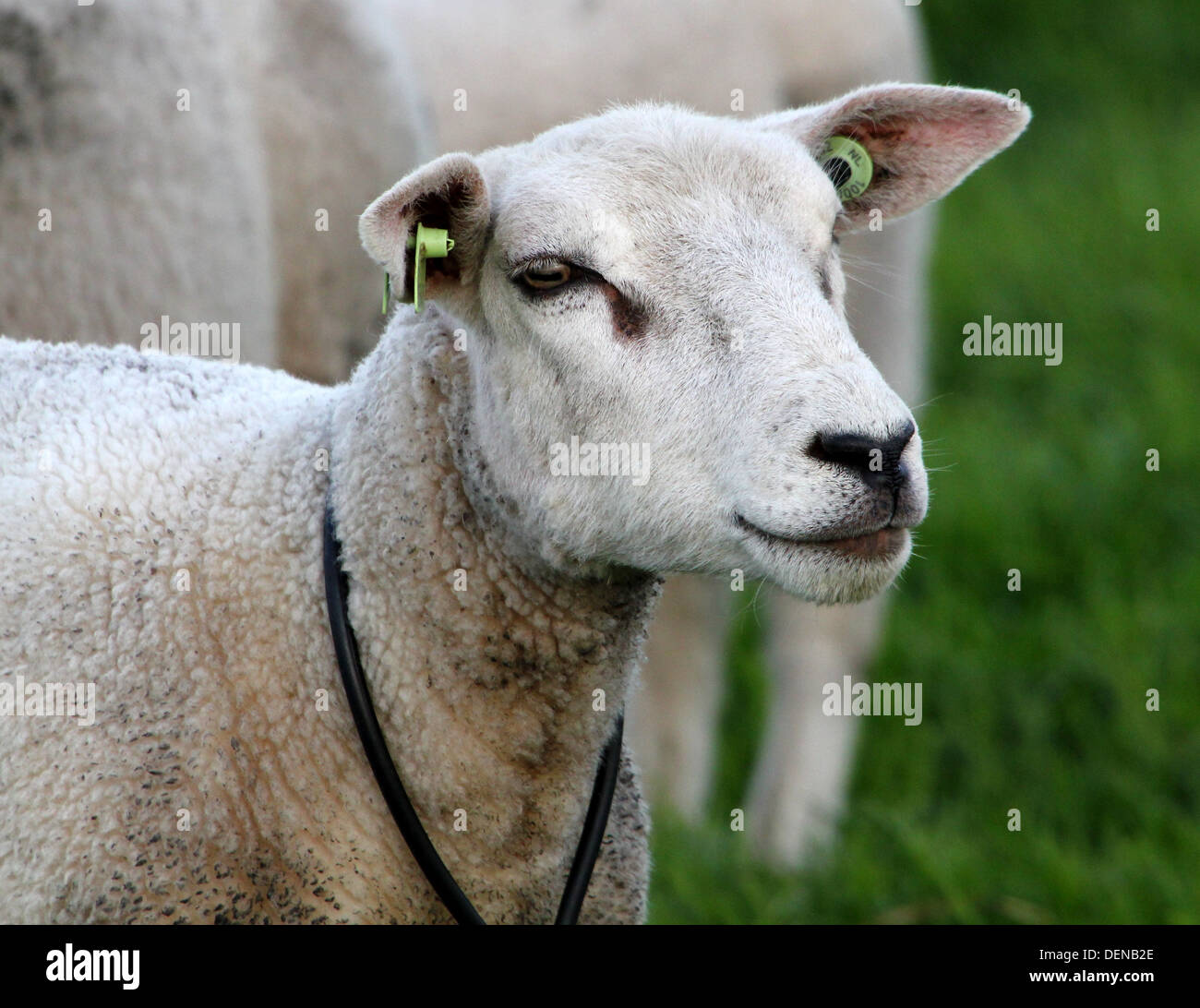 Upper body portrait hi-res stock photography and images - Alamy