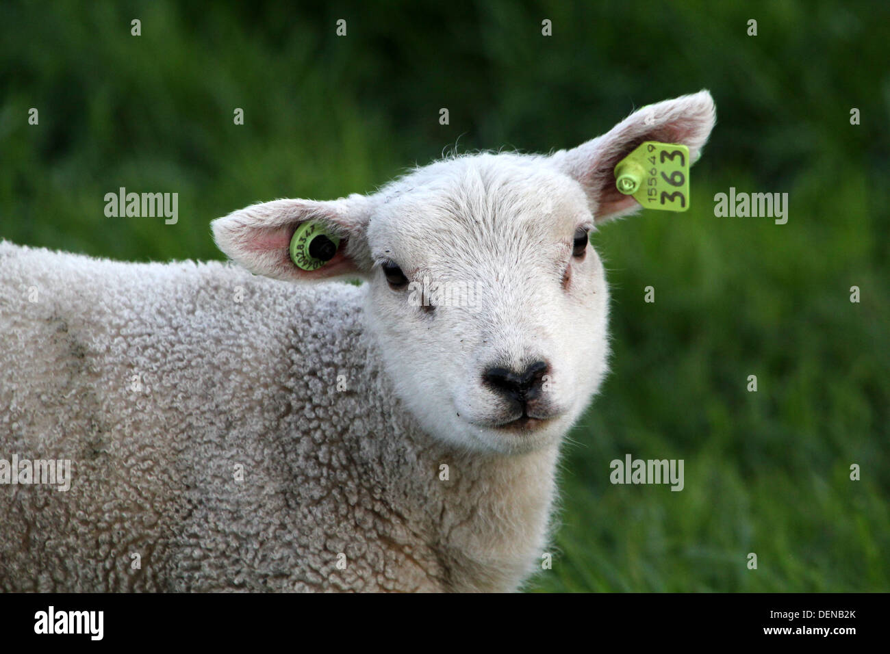 Cute young lamb with green ear tags looking into the camera Stock Photo ...