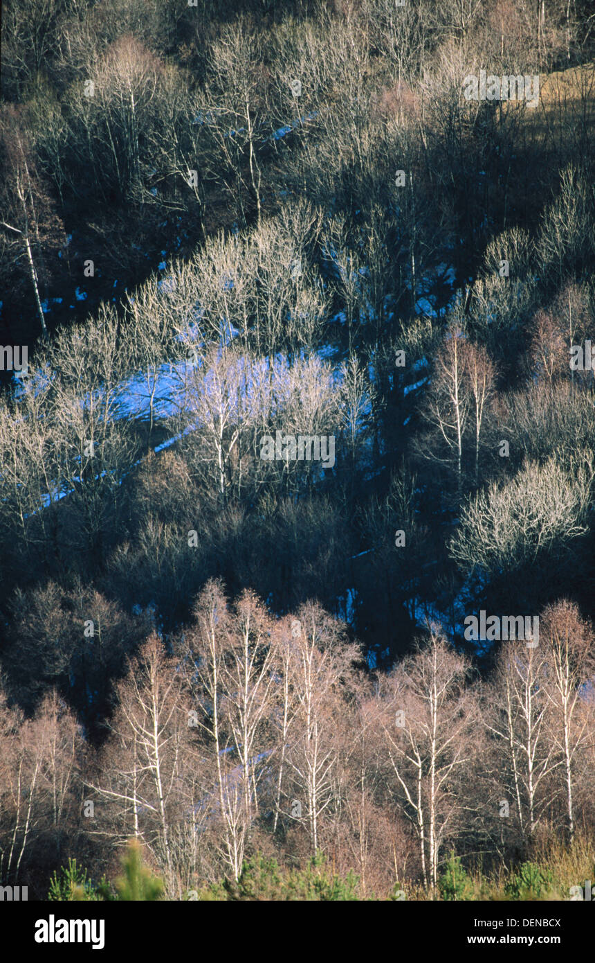 Bosque de abedules hi-res stock photography and images - Alamy