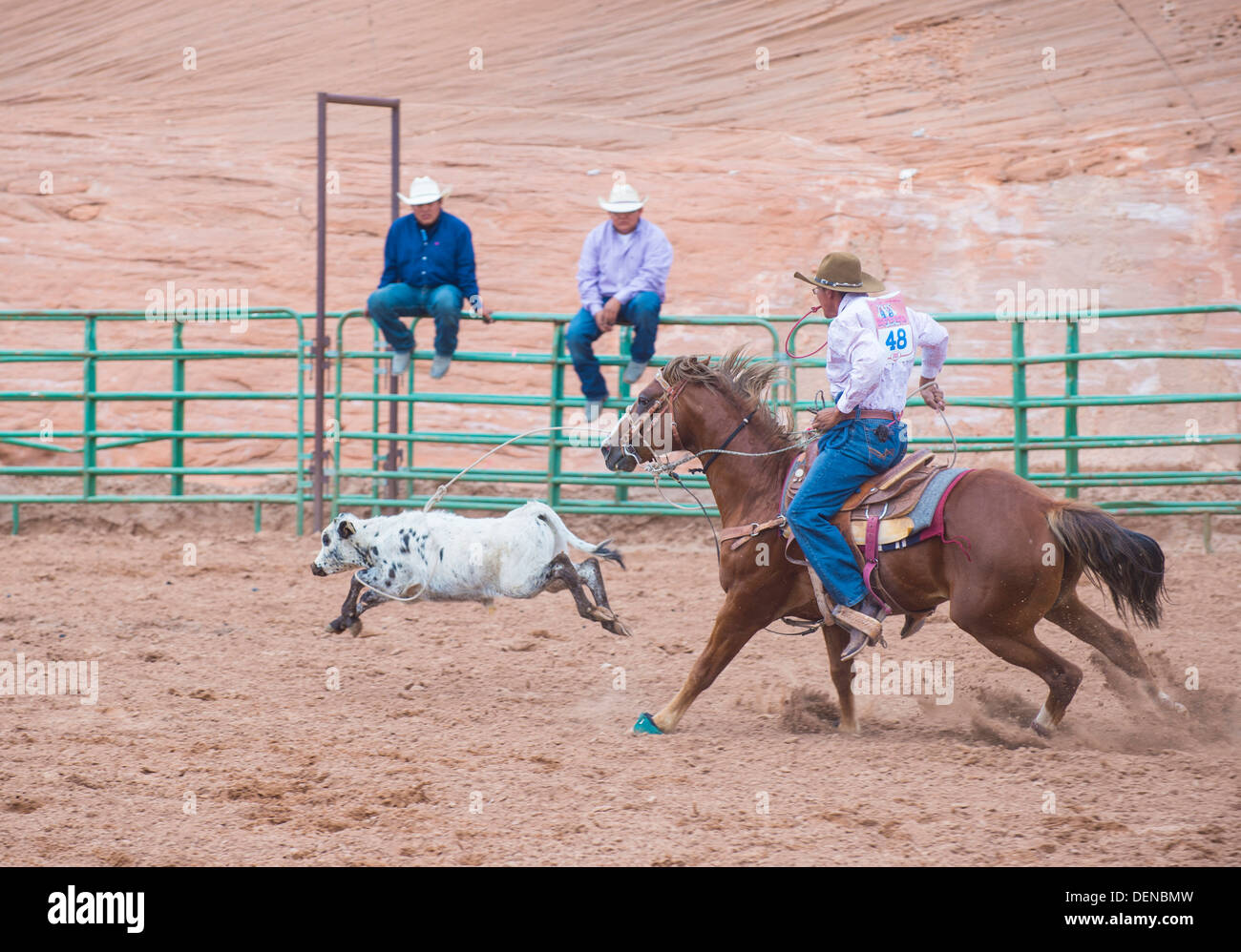 Cowboy Participates in in a Calf roping Competition at the 92nd annual ...