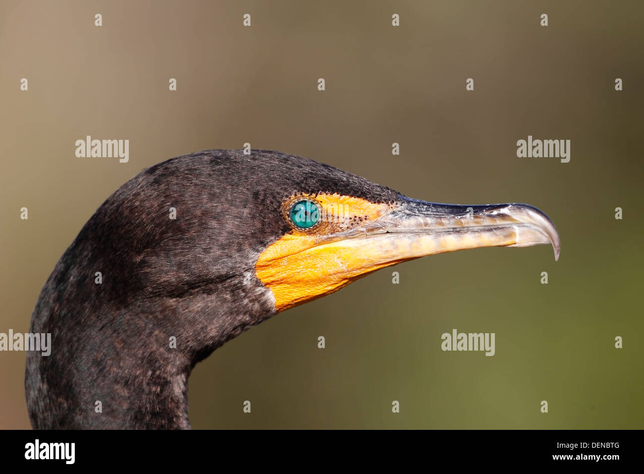 Birds with crested heads hi-res stock photography and images - Alamy