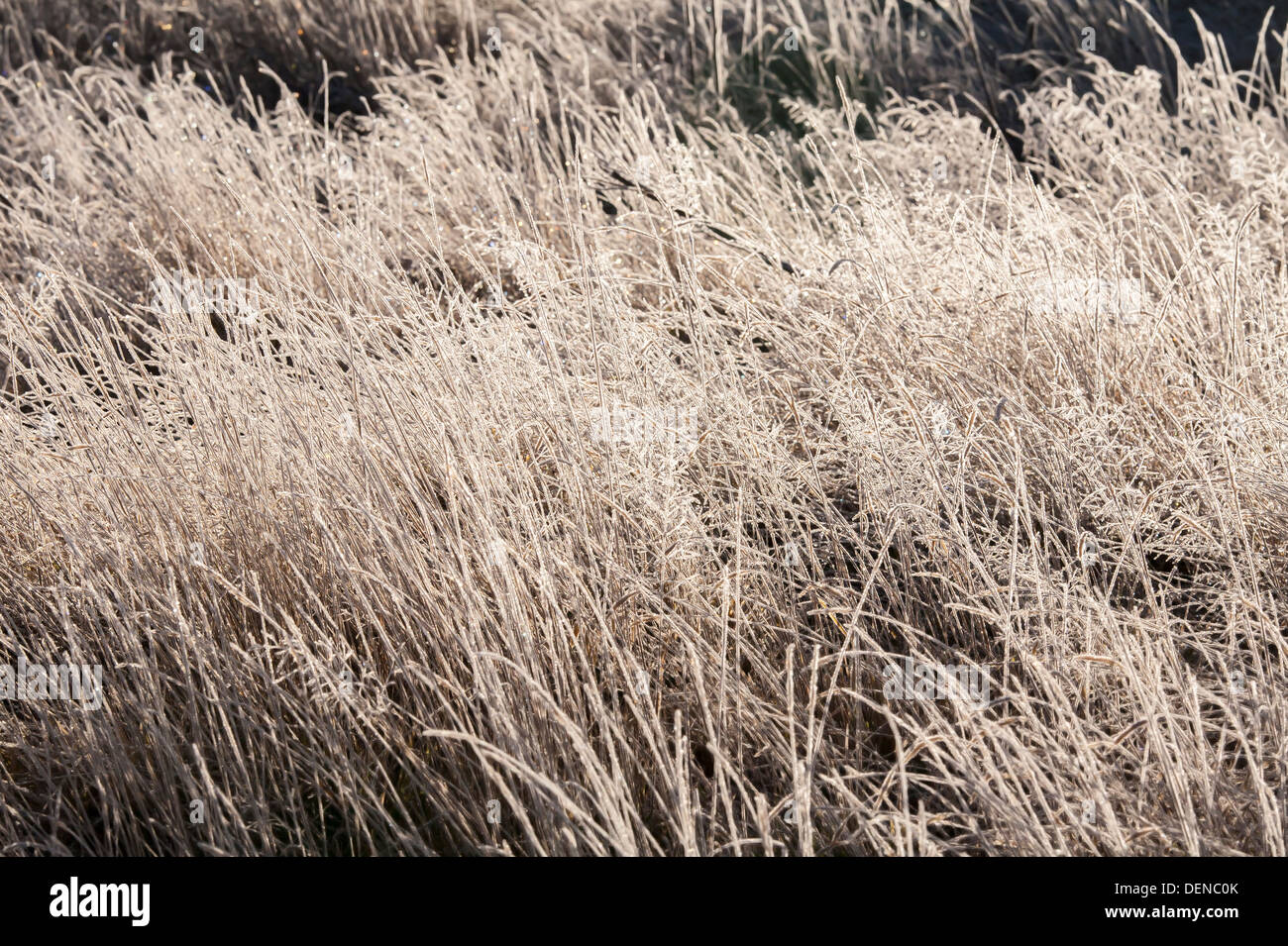 Cold freezing grass, winter in New Zealand south island mountains with ...