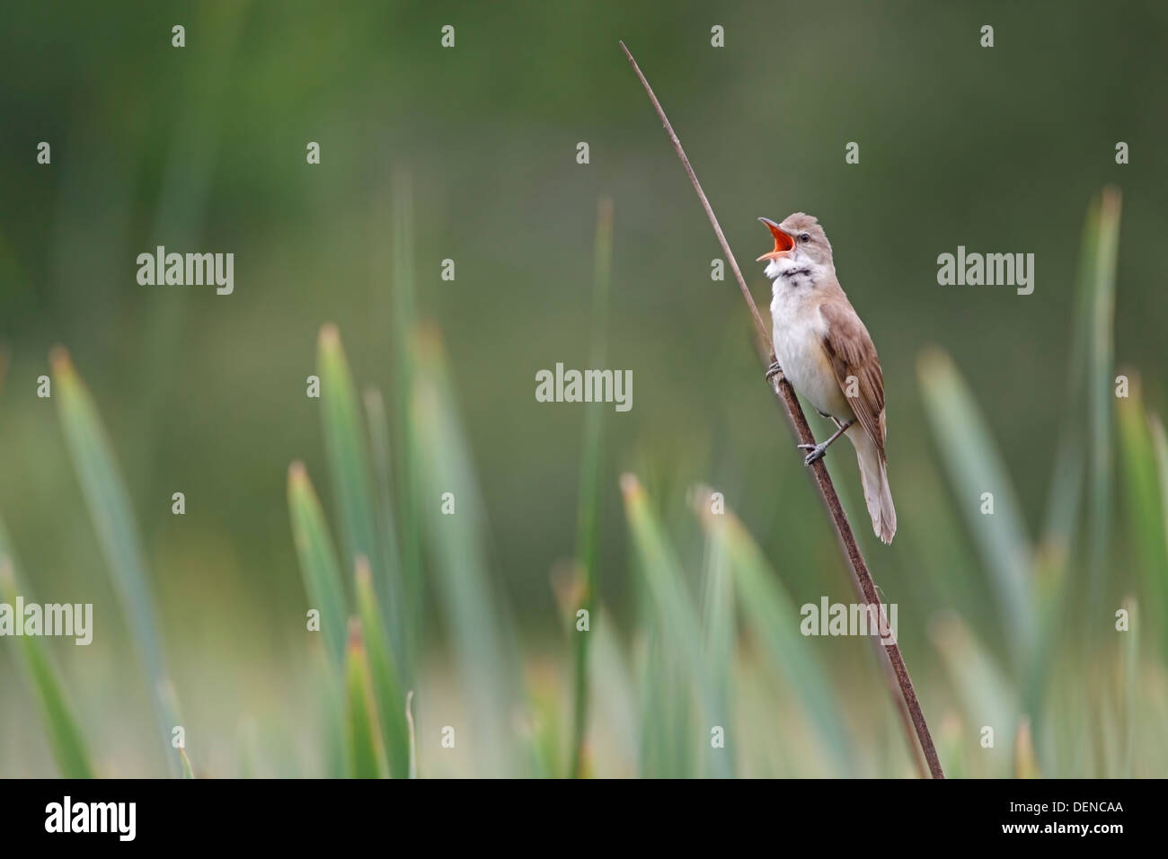 great reed warbler (Acrocephalus arundinaceus) adult male singing in ...