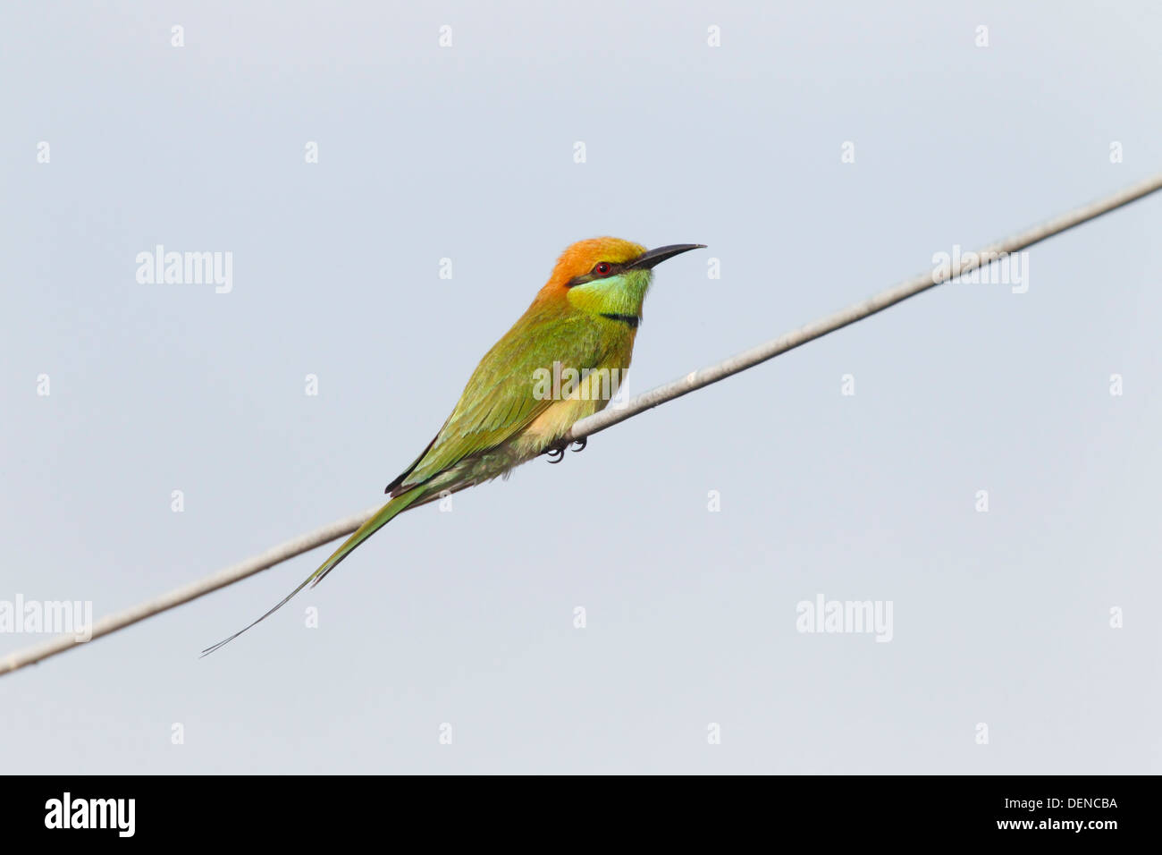 green bee eater (Merops orientalis) adult perched on wire, Mekong Delta ...