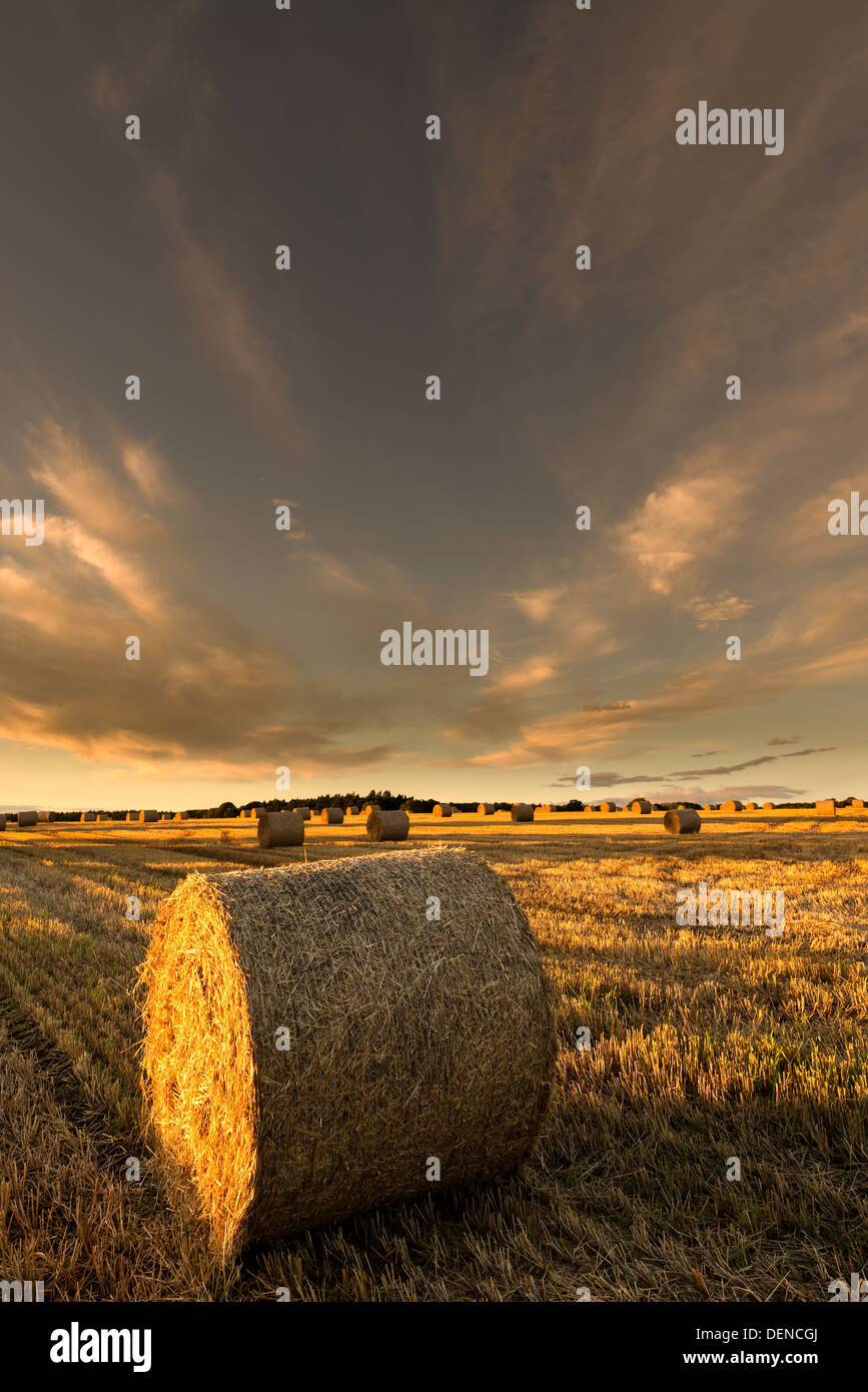 Hay Rolls at sunset, Moorfields near Cotes Heath, Staffordshire, UK ...