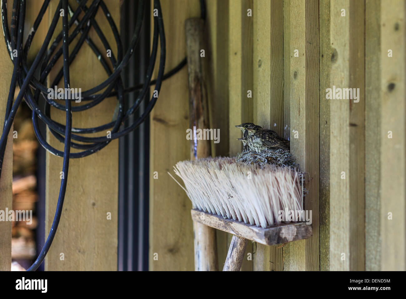 Bird nest on broom Stock Photo - Alamy