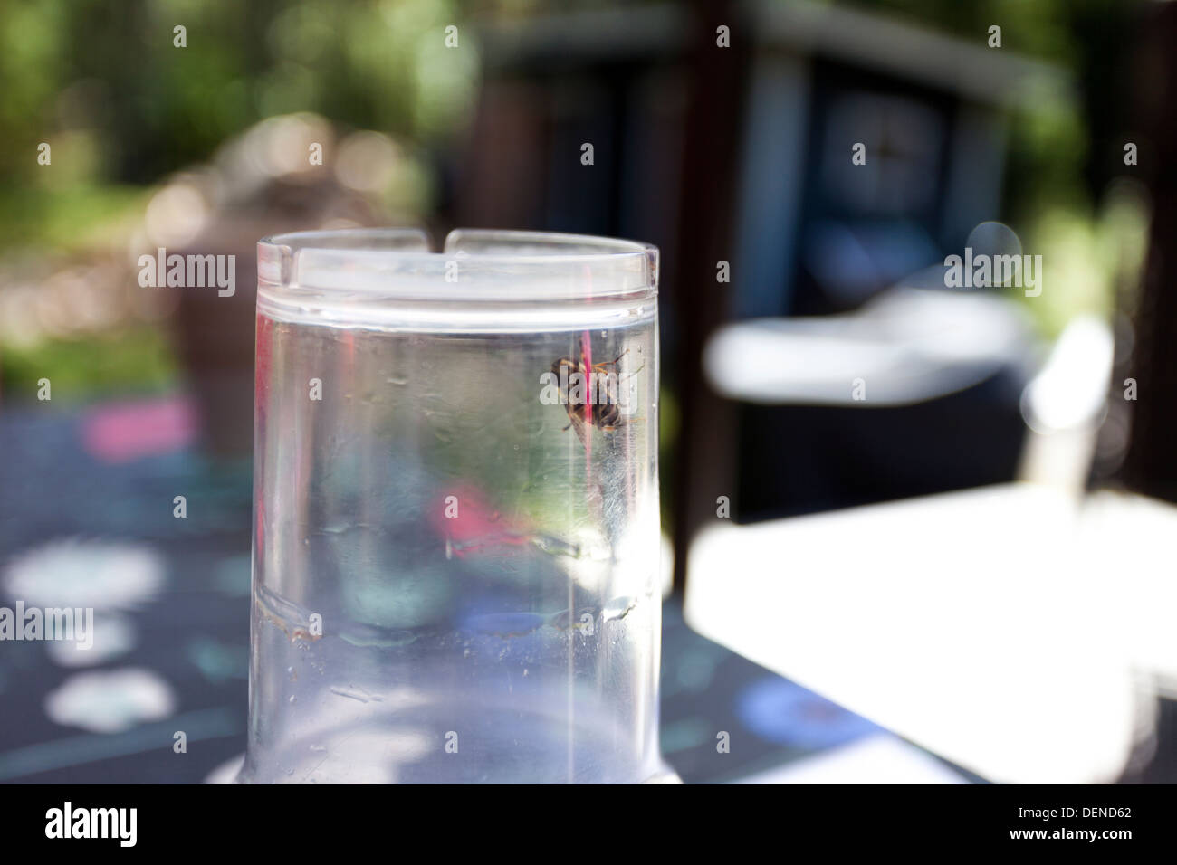 Captured Wasp Hi Res Stock Photography And Images Alamy