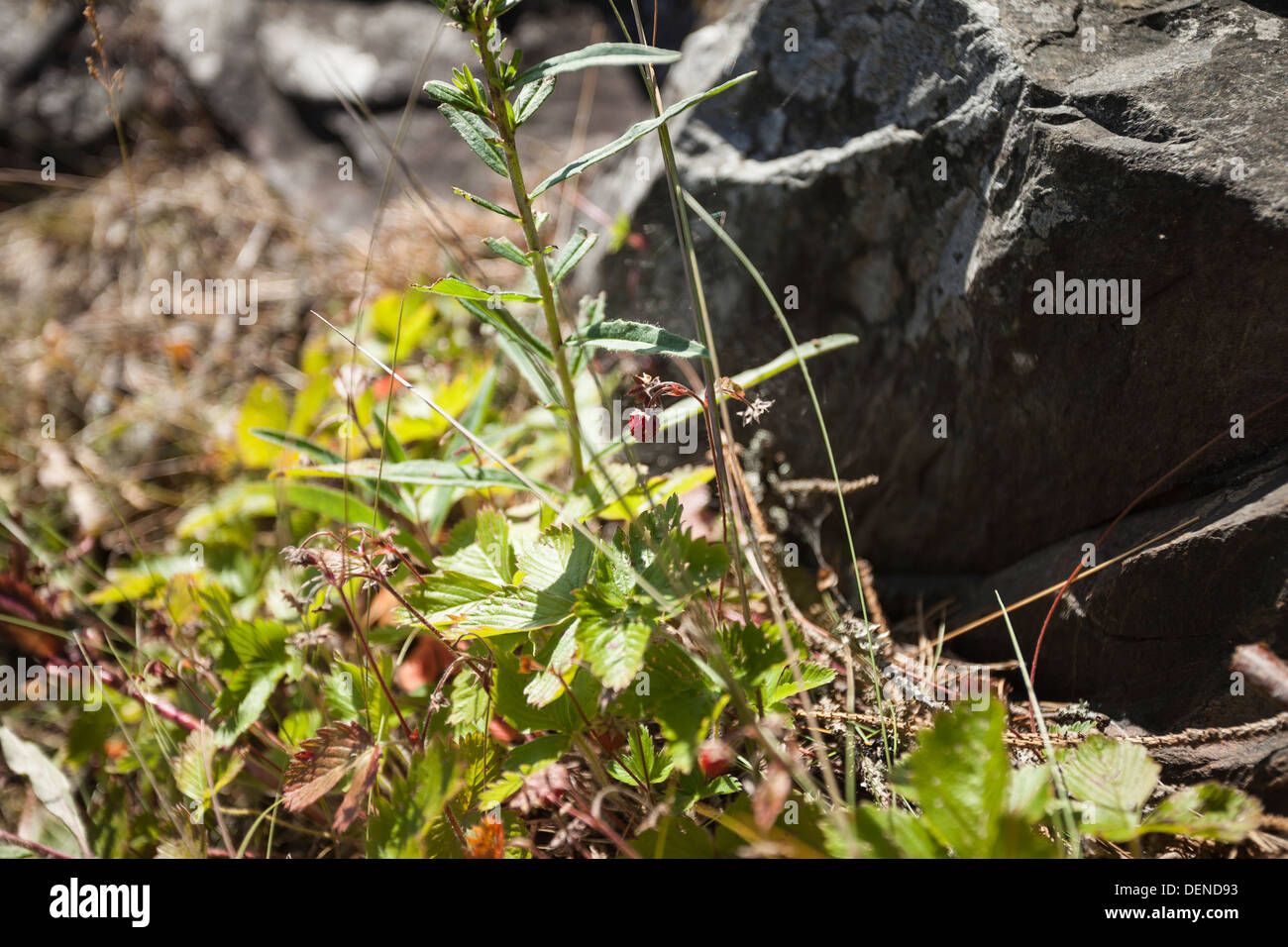 Commonly called the wild strawberry hi-res stock photography and images ...