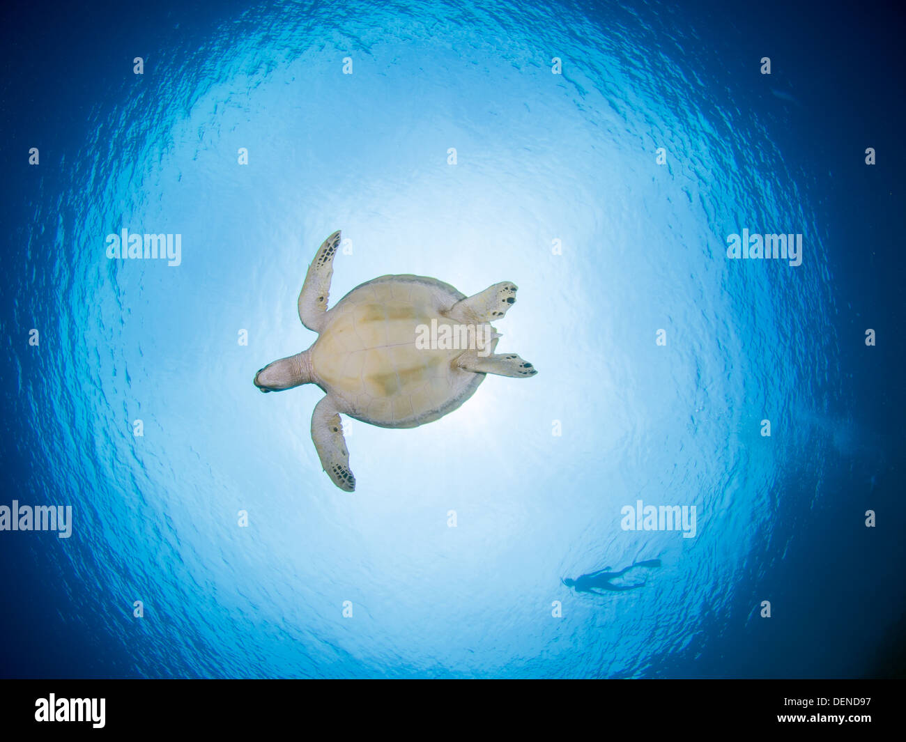 Green turtle underwater hi-res stock photography and images - Alamy
