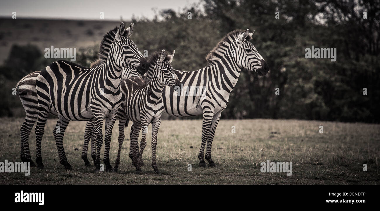 Three zebra in the Maasai Mara, Kenya Stock Photo - Alamy