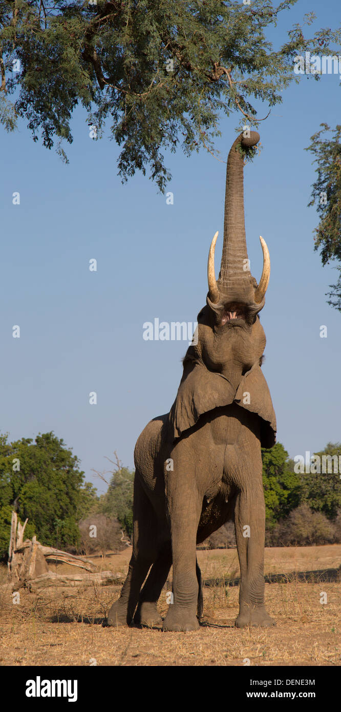 Elephant reaching up Stock Photo - Alamy