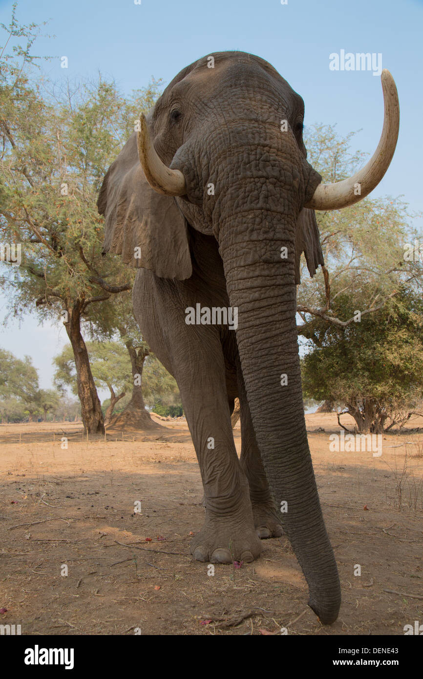 Low angle view african elephant hi-res stock photography and images - Alamy