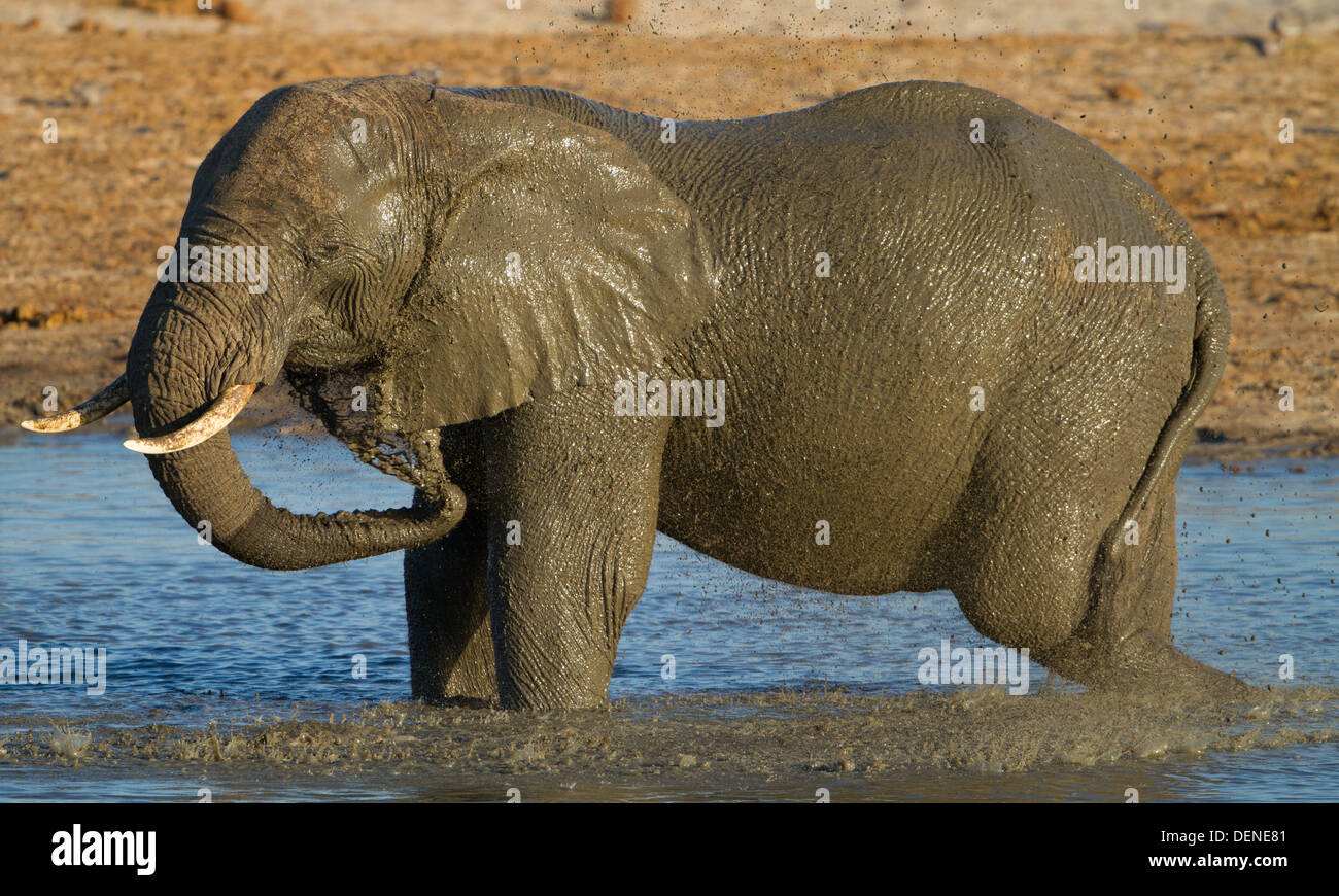 Elephant shower hi-res stock photography and images - Alamy