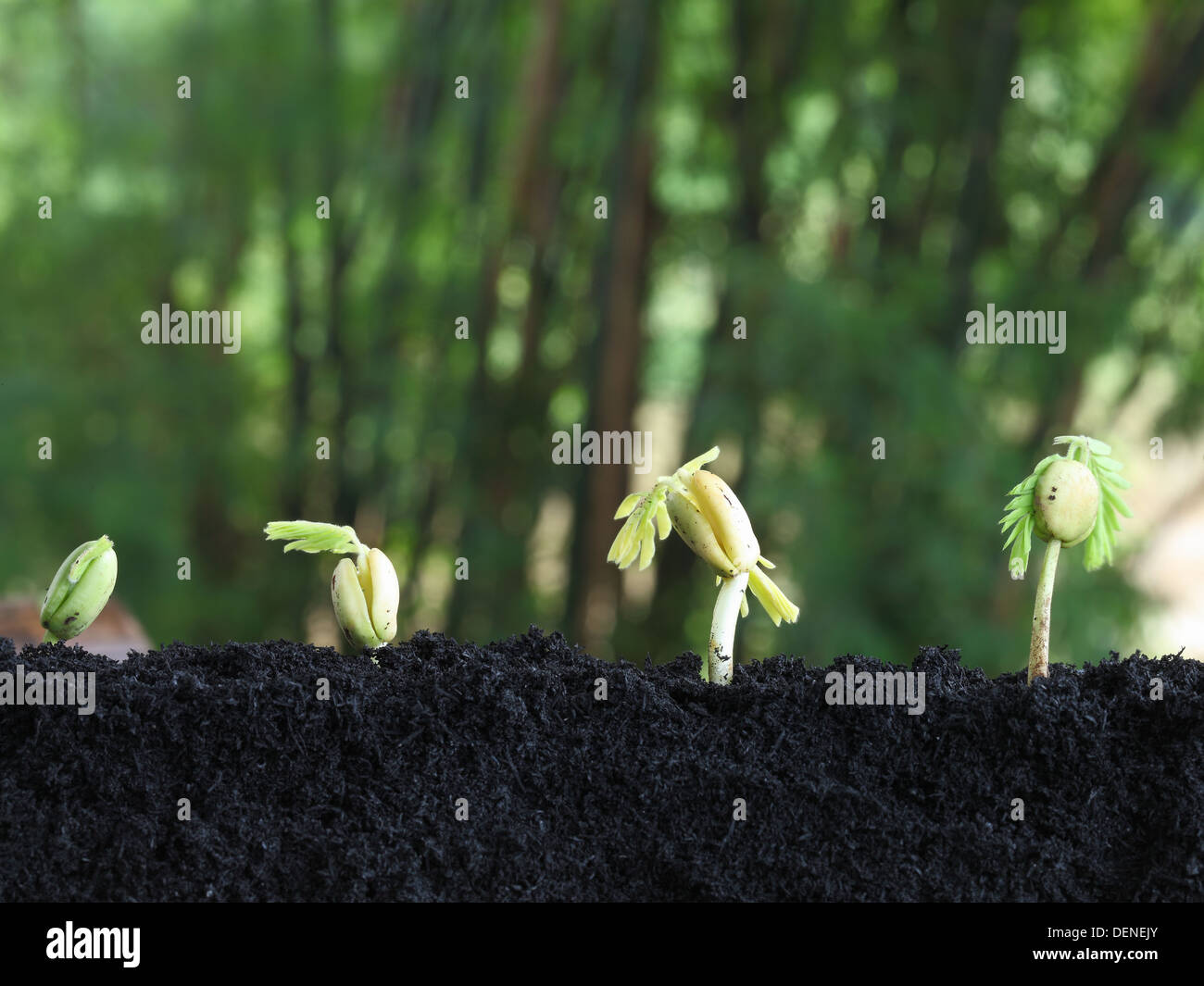 Tamarind seed hi-res stock photography and images - Alamy