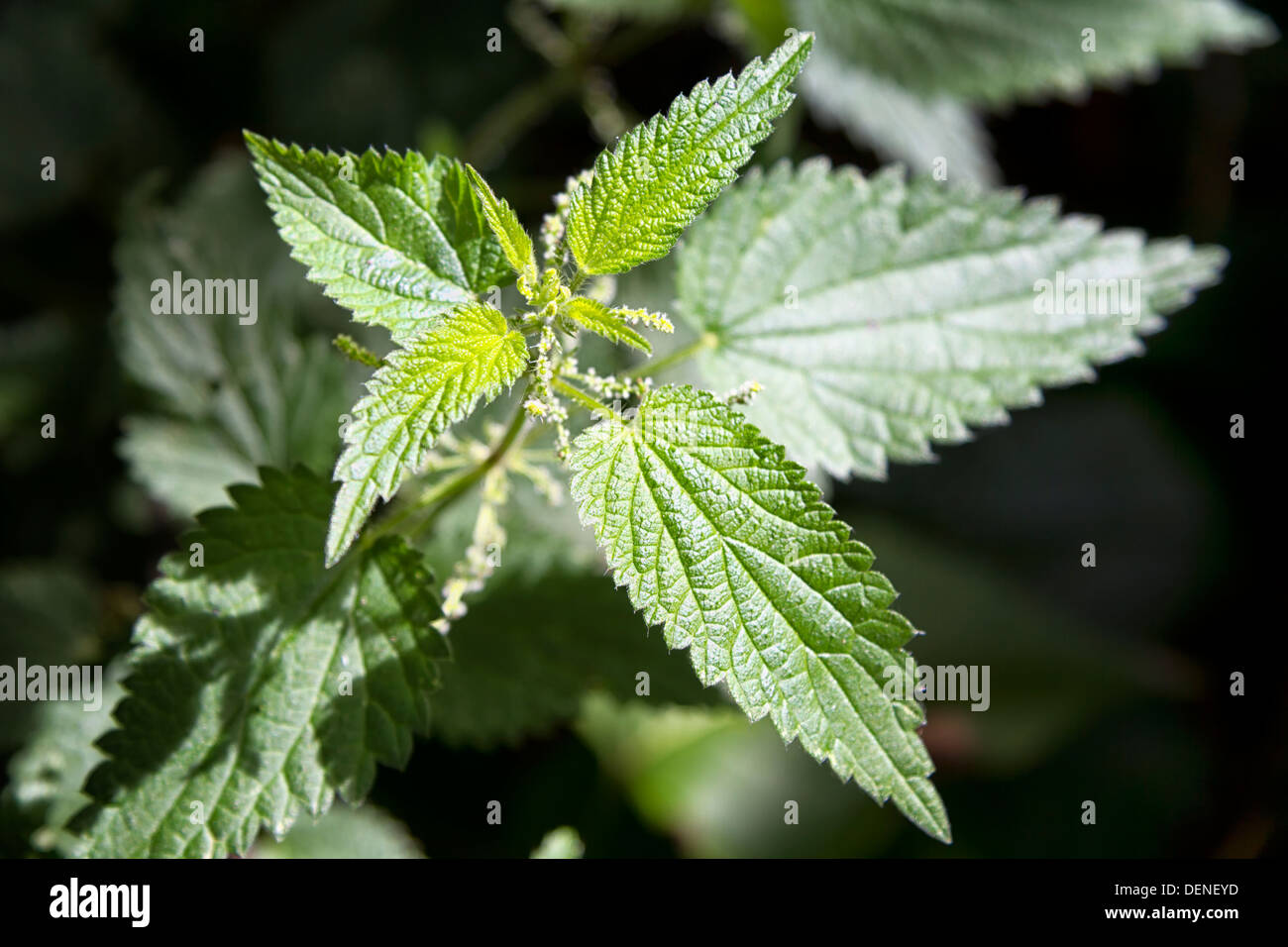 Burn nettle hi-res stock photography and images - Alamy