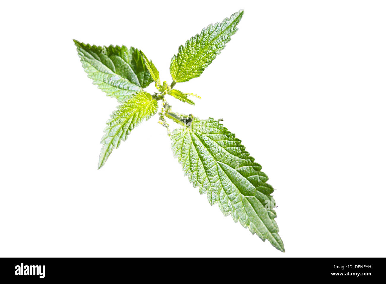 Burn nettle Cut Out Stock Images & Pictures - Alamy