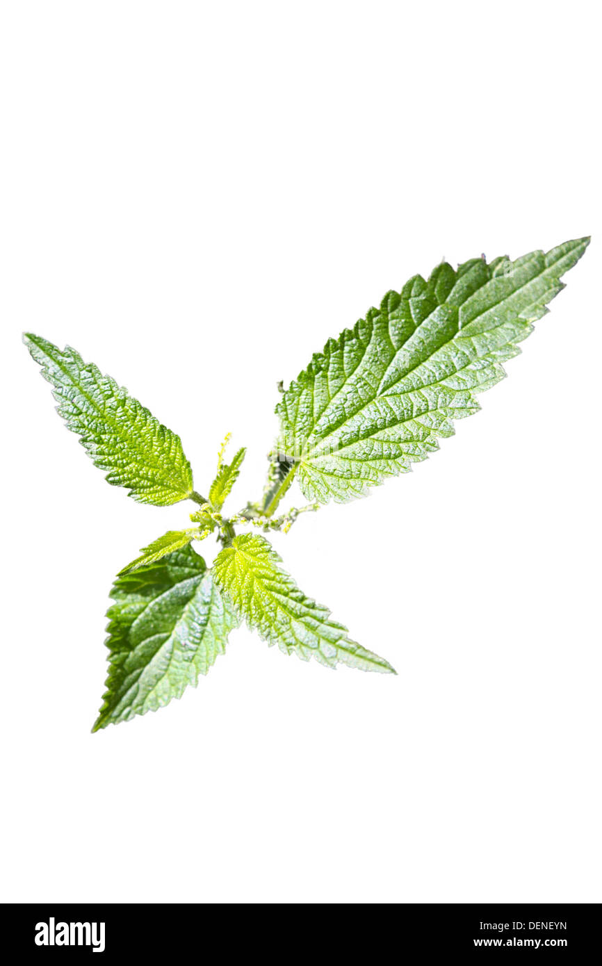 Close up stinging nettle Cut Out Stock Images & Pictures - Alamy